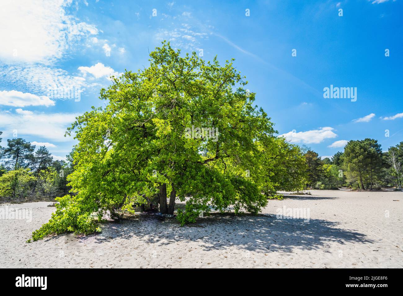 Dry sandy forest with big boulders in Fontainbleau Stock Photo - Alamy