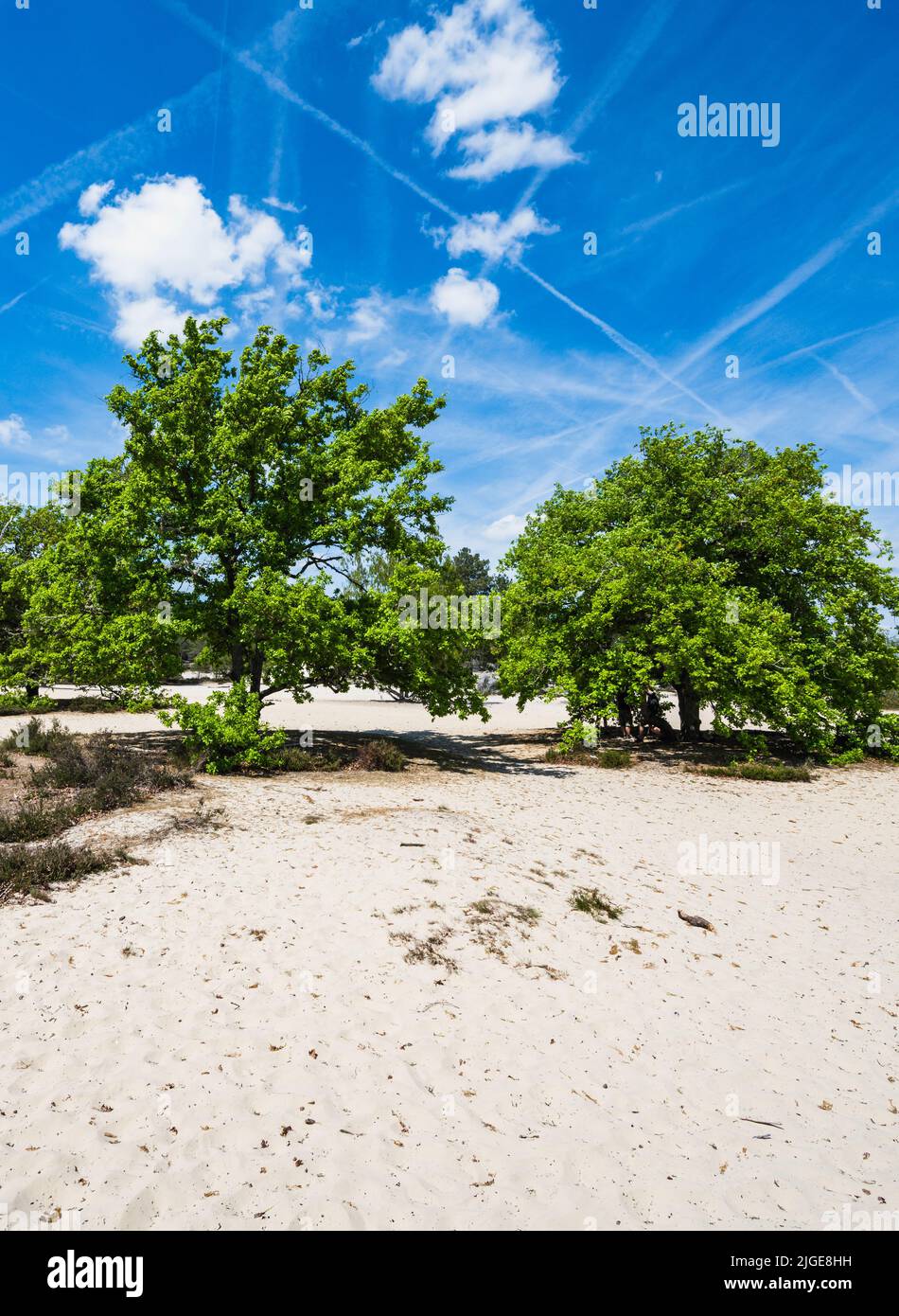 Dry sandy forest with big boulders in Fontainbleau Stock Photo - Alamy