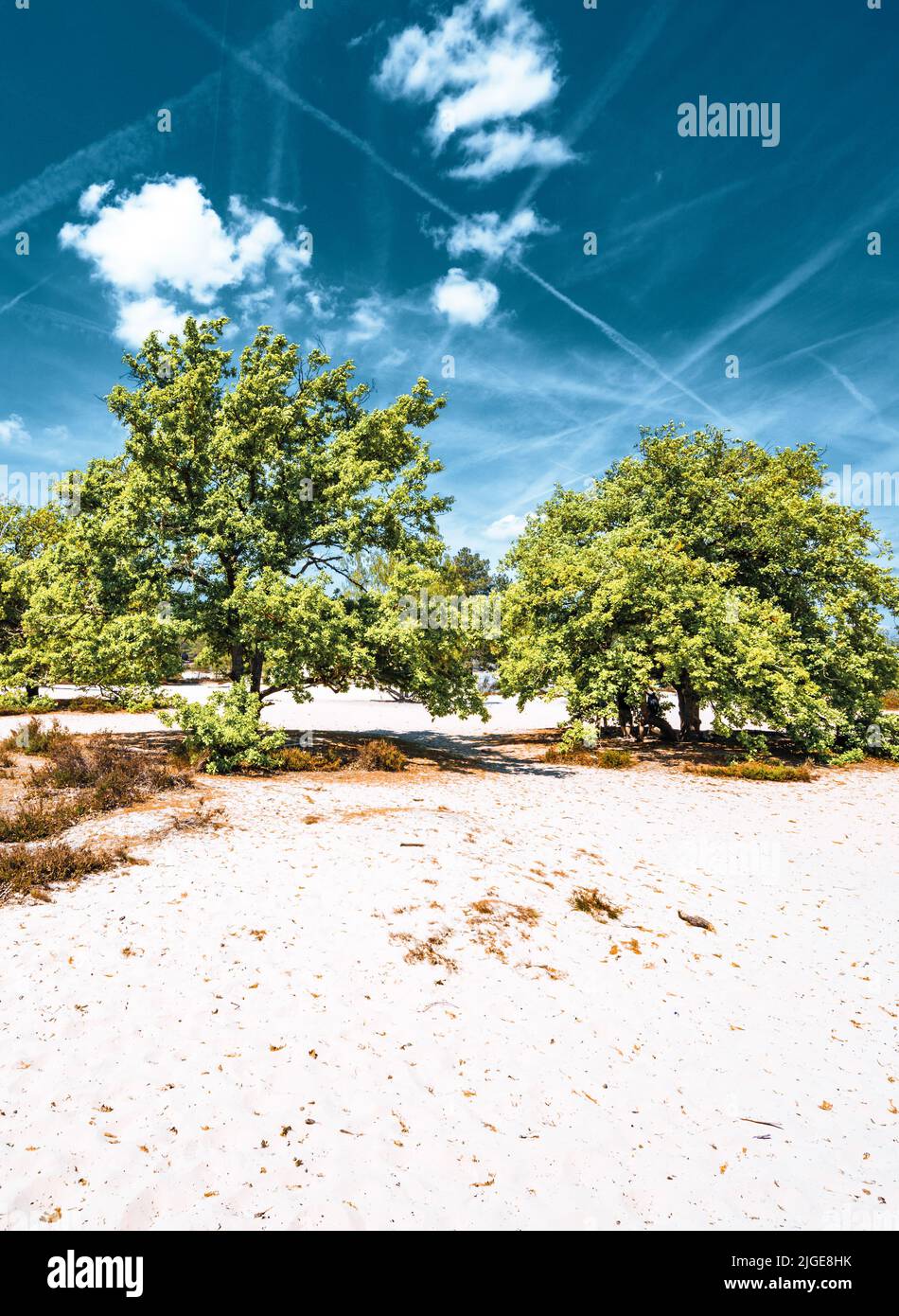 Dry sandy forest with big boulders in Fontainbleau Stock Photo - Alamy