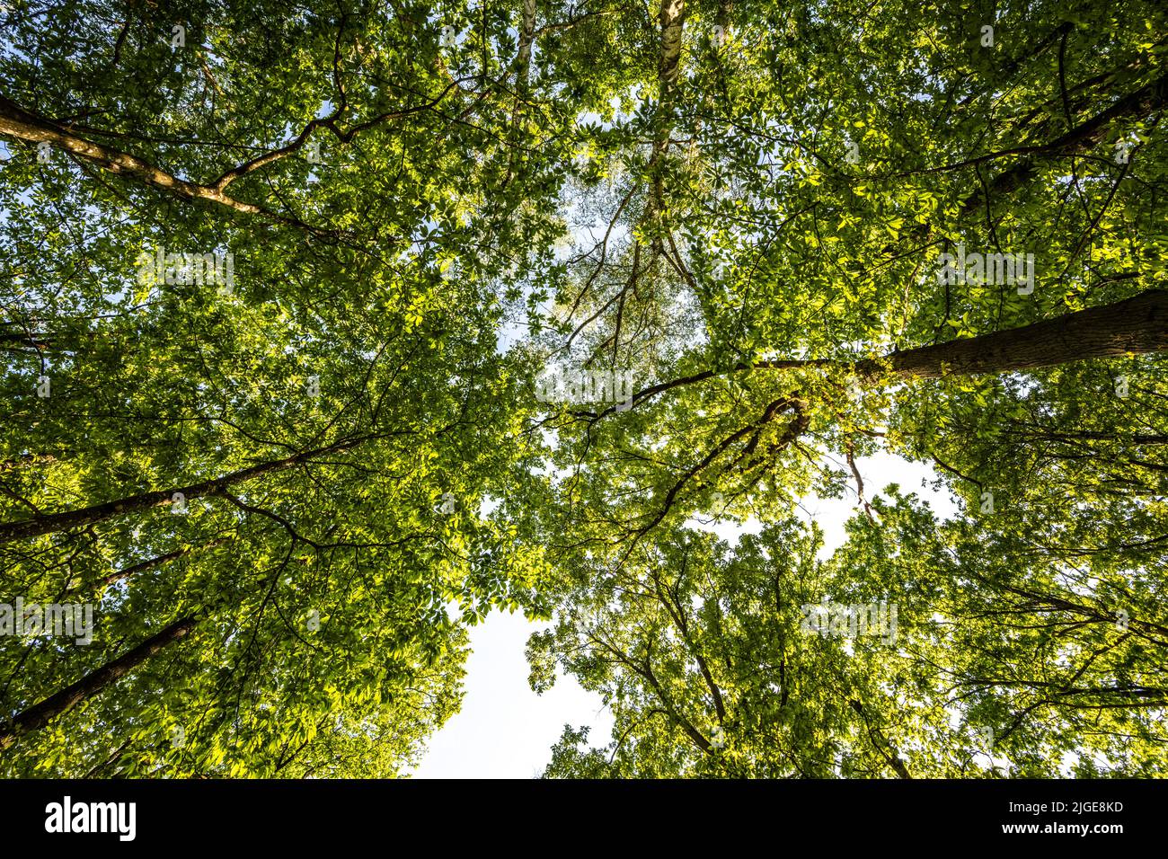 Tree tops in deciduous forest photographed from below Stock Photo - Alamy