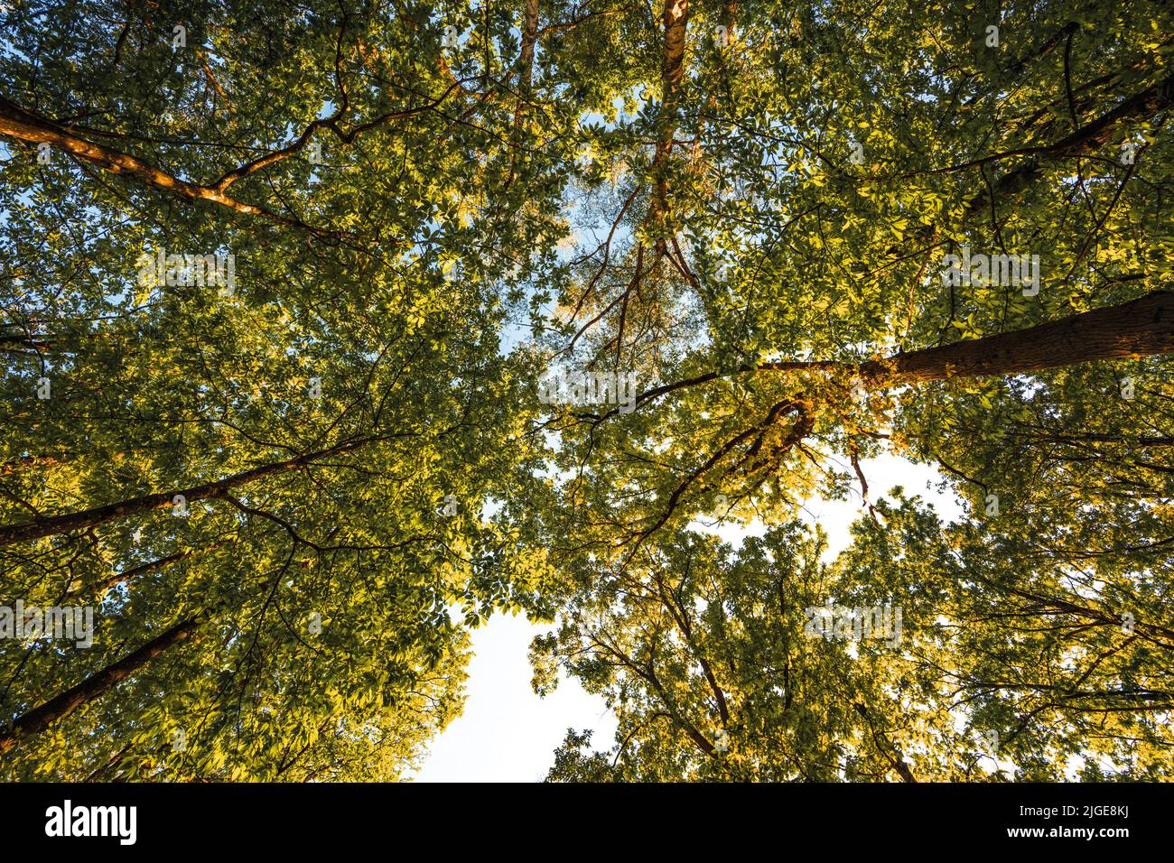 Tree tops in deciduous forest photographed from below Stock Photo - Alamy