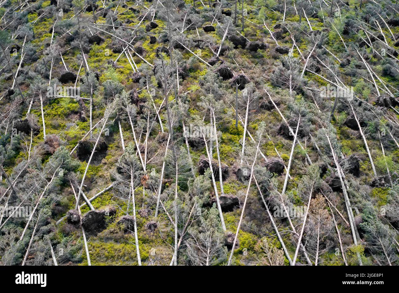 Trees felling in Scotland to produce biomass fuel Stock Photo - Alamy