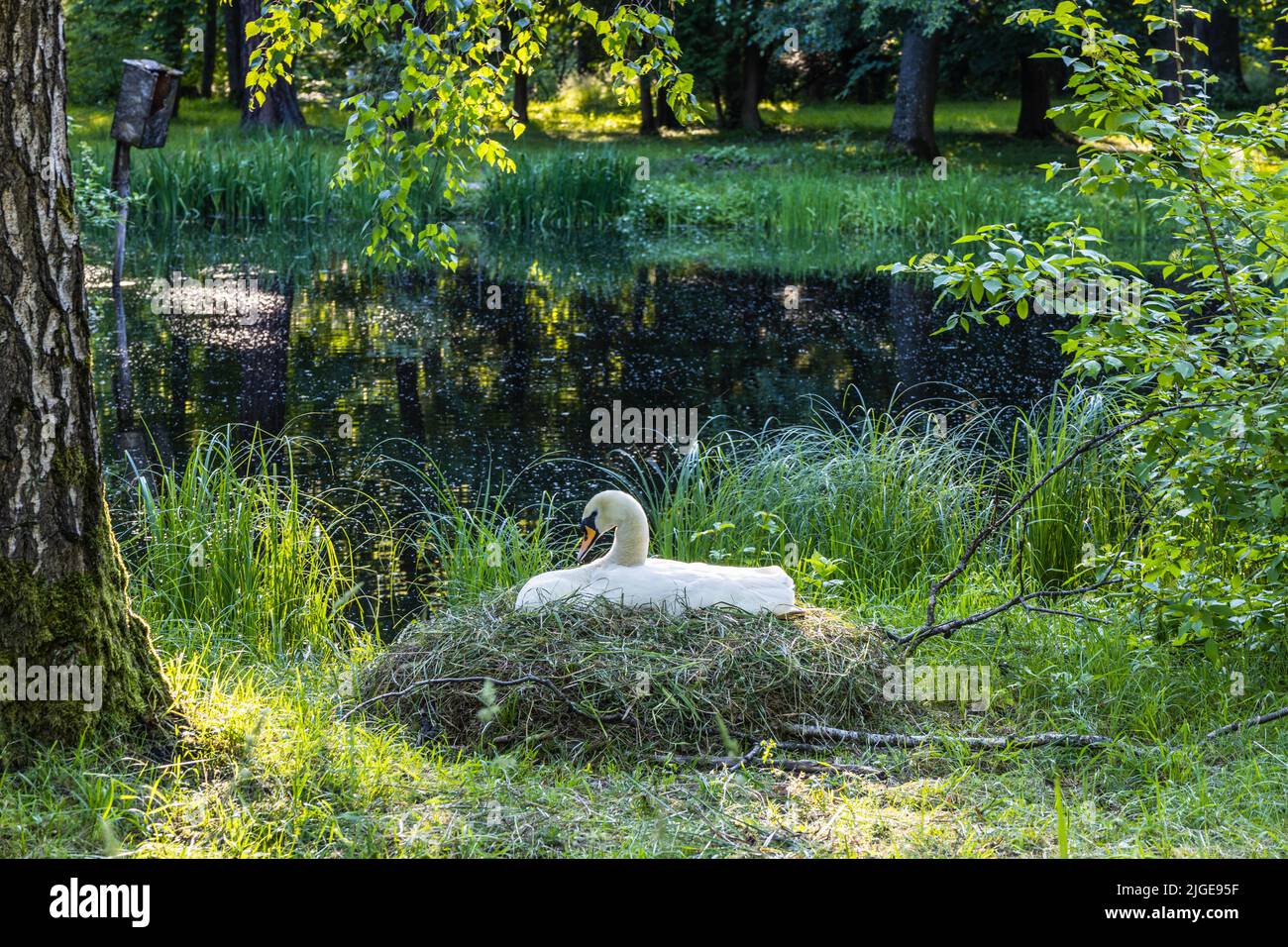 Swan sitting on eggs in her nest near the city park pond Stock Photo ...