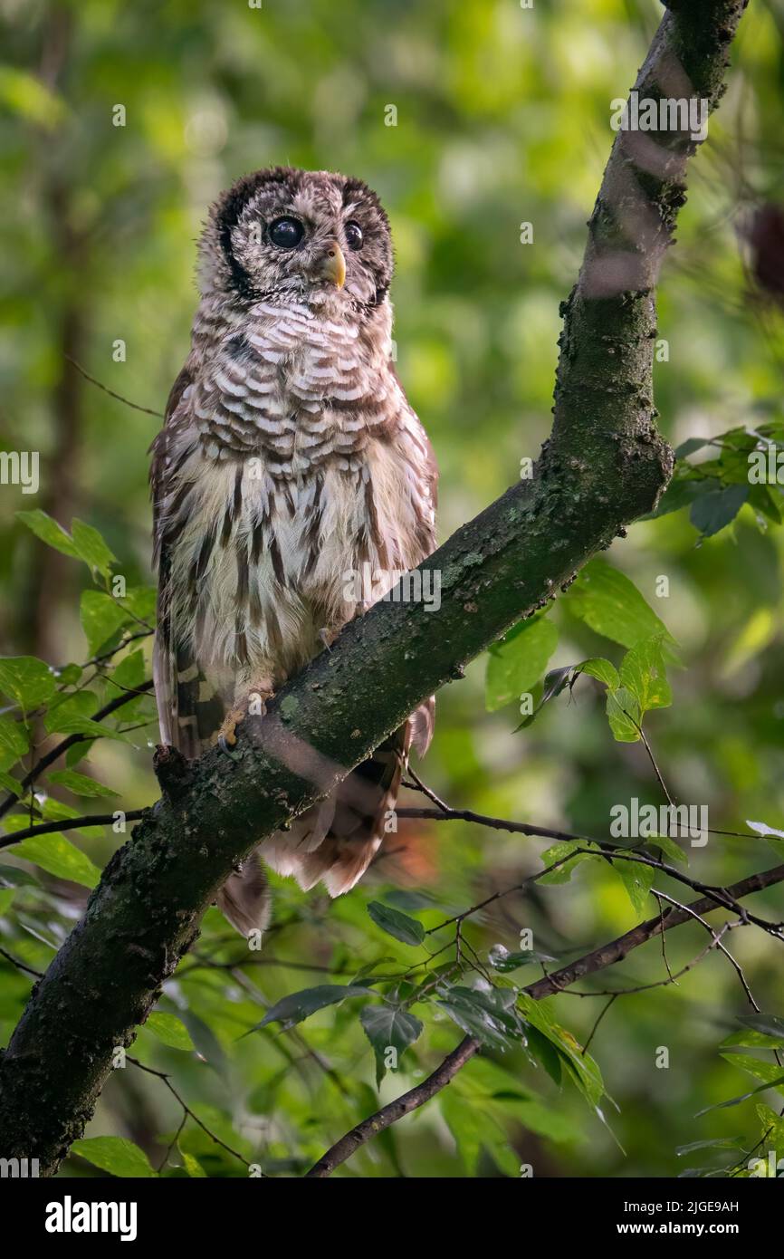 Young barred owl hi-res stock photography and images - Alamy