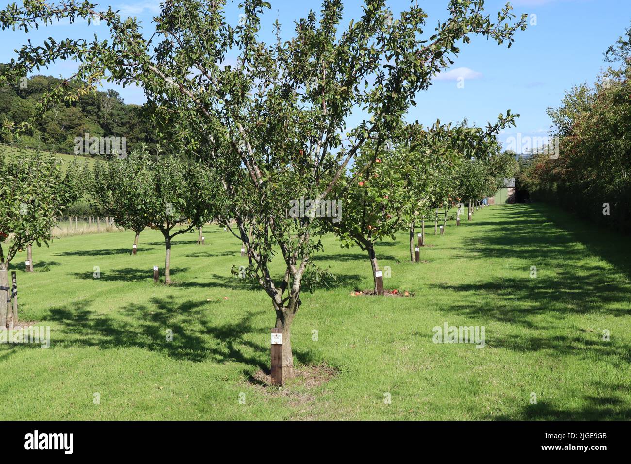Lines of apple trees in an orchard in Dunster in Somerset,England Stock ...