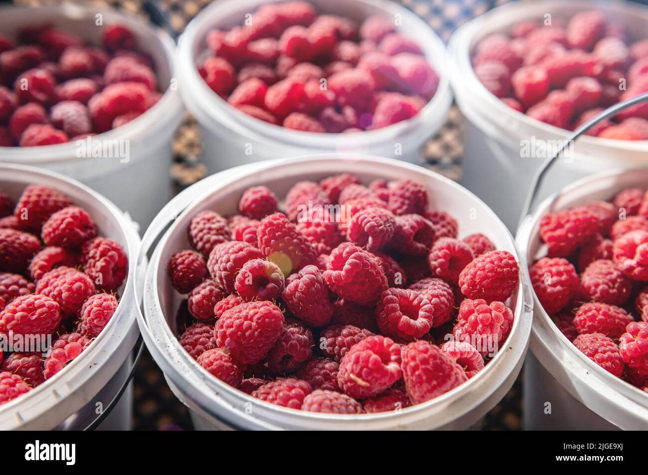 Raspberry harvest. Lots of raspberries in a bucket. Red, ripe ...