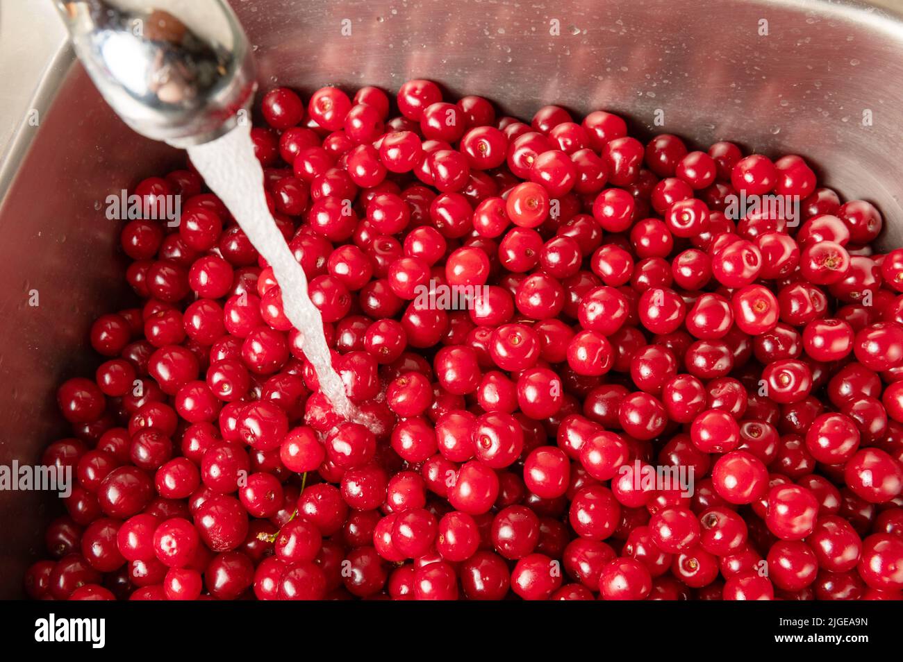 Cherry washing. Sweet cherry washing in the kitchen sink. Washing ...