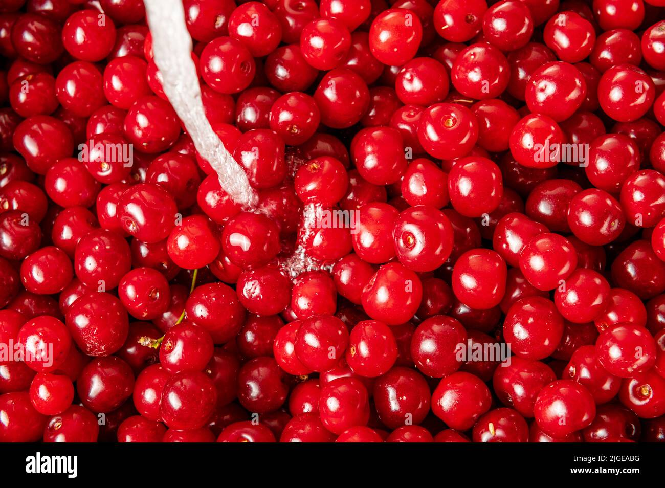 Cherry washing. Sweet cherry washing in the kitchen sink. Washing ...