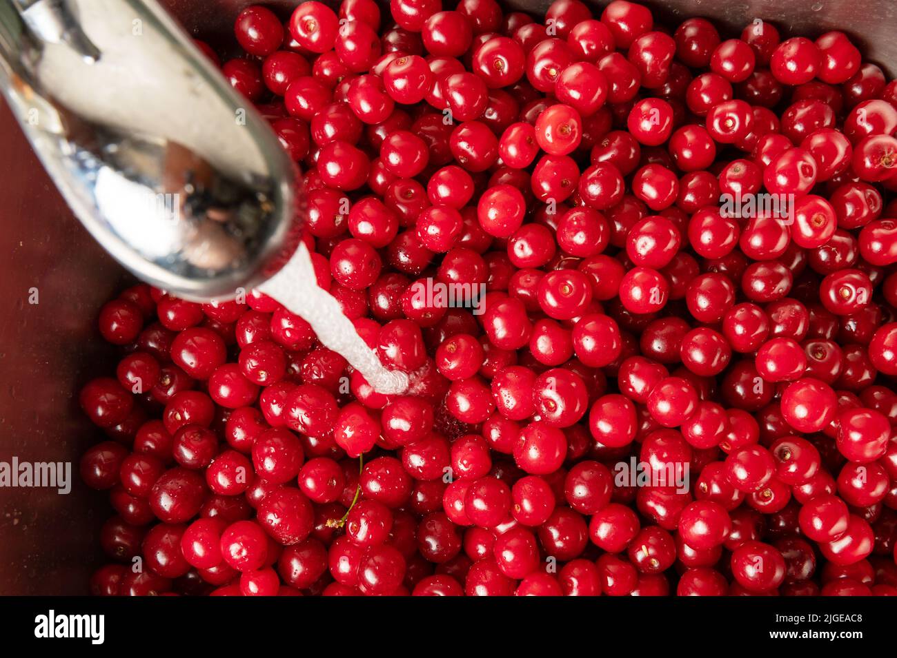 Cherry washing. Sweet cherry washing in the kitchen sink. Washing ...
