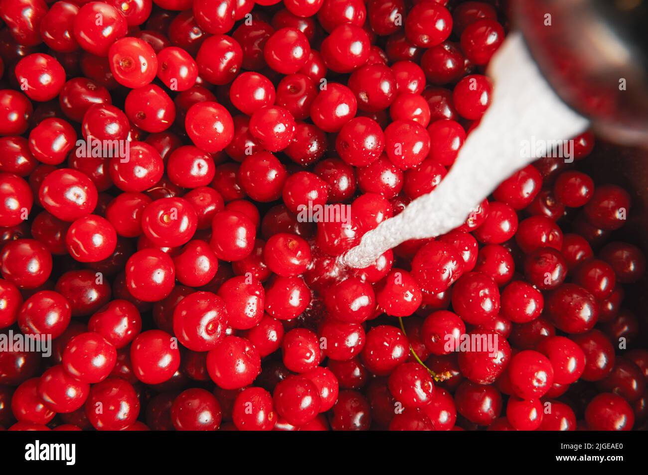 Cherry washing. Sweet cherry washing in the kitchen sink. Washing ...