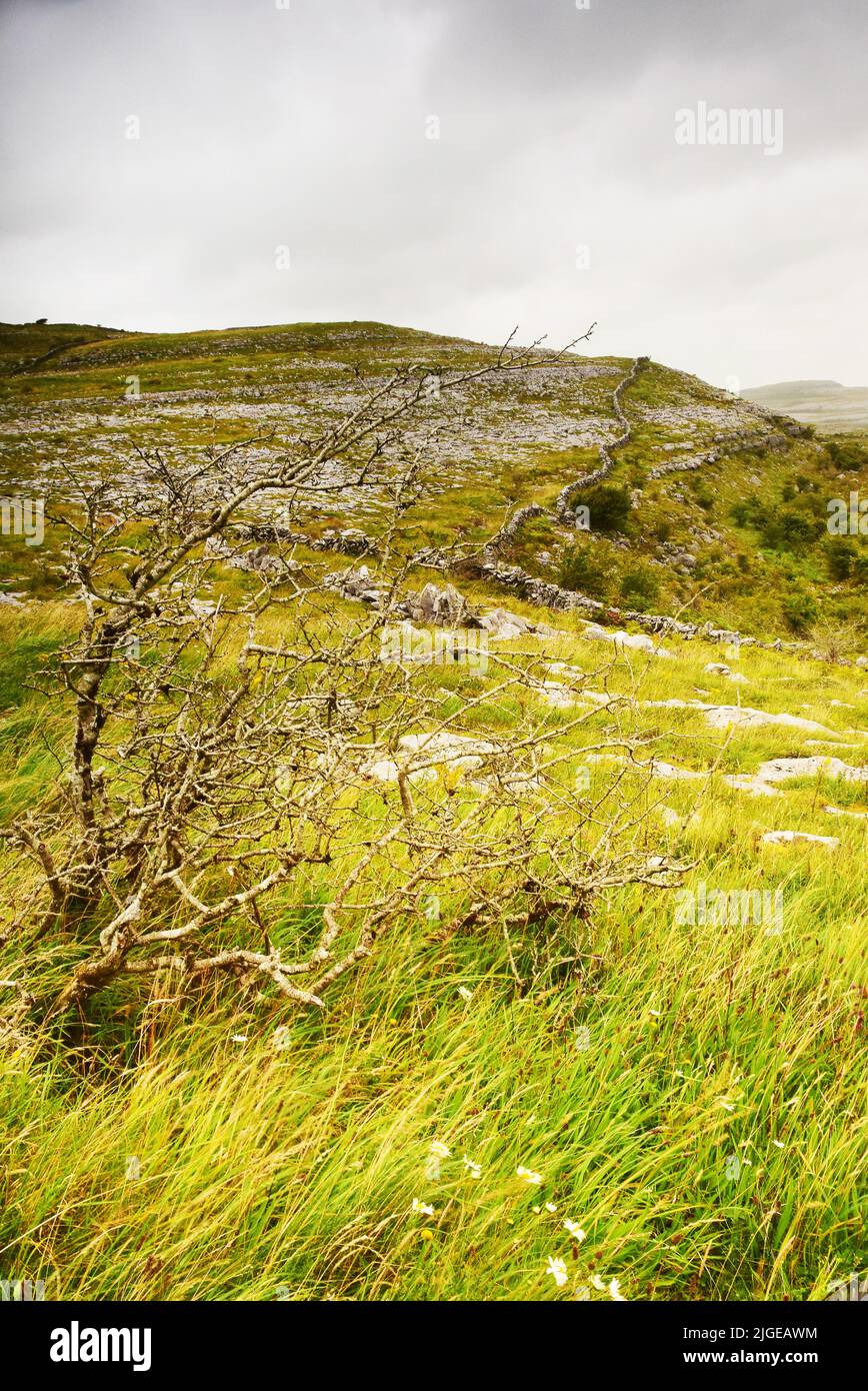 The Burren Landscape in County Clare, Ireland Stock Photo - Alamy