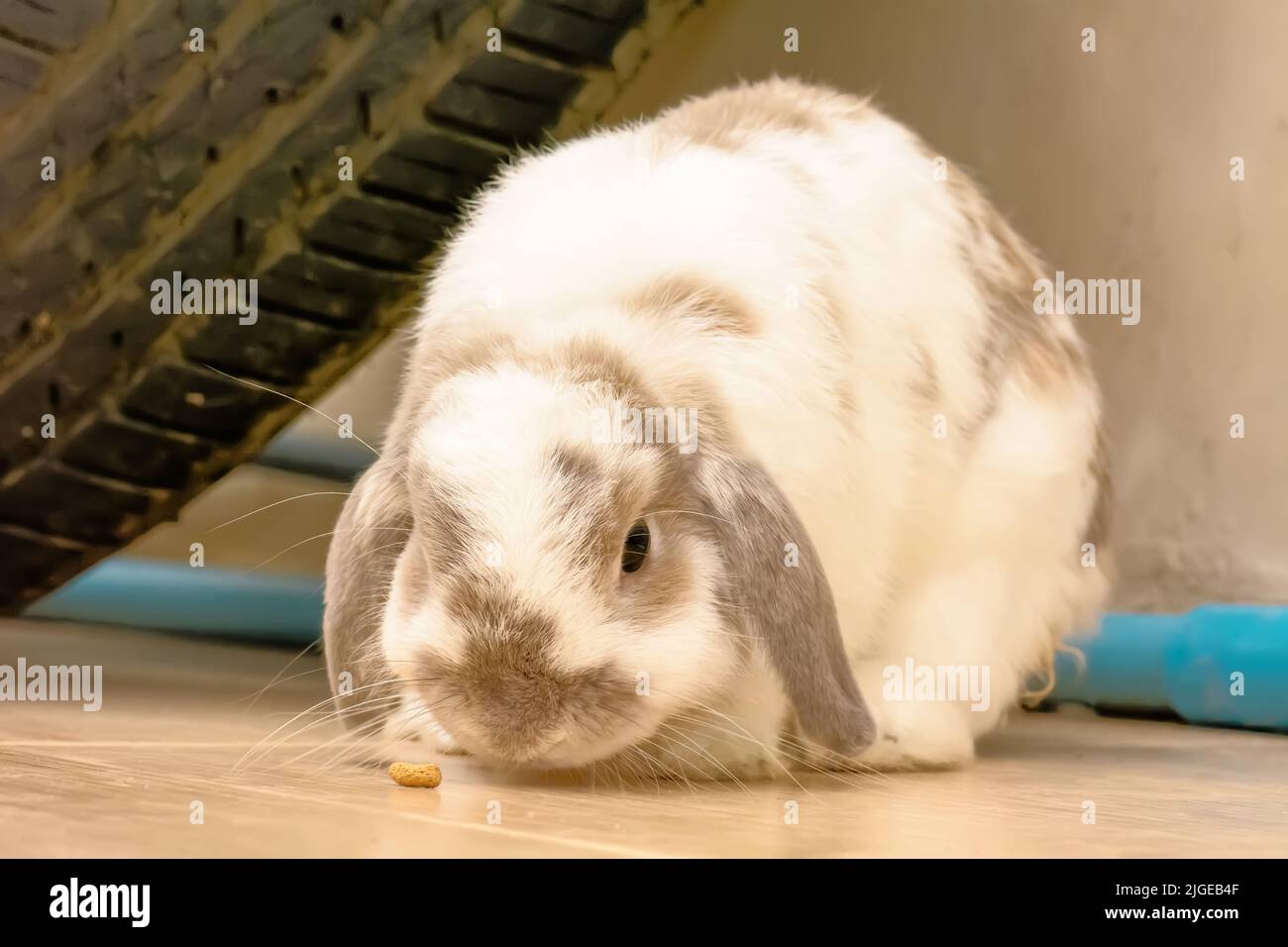 Animal wheels hi-res stock photography and images - Alamy