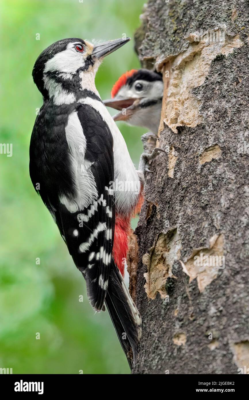 Mother and son, woodpeckers on tree trunk (Dendrocopos major Stock ...