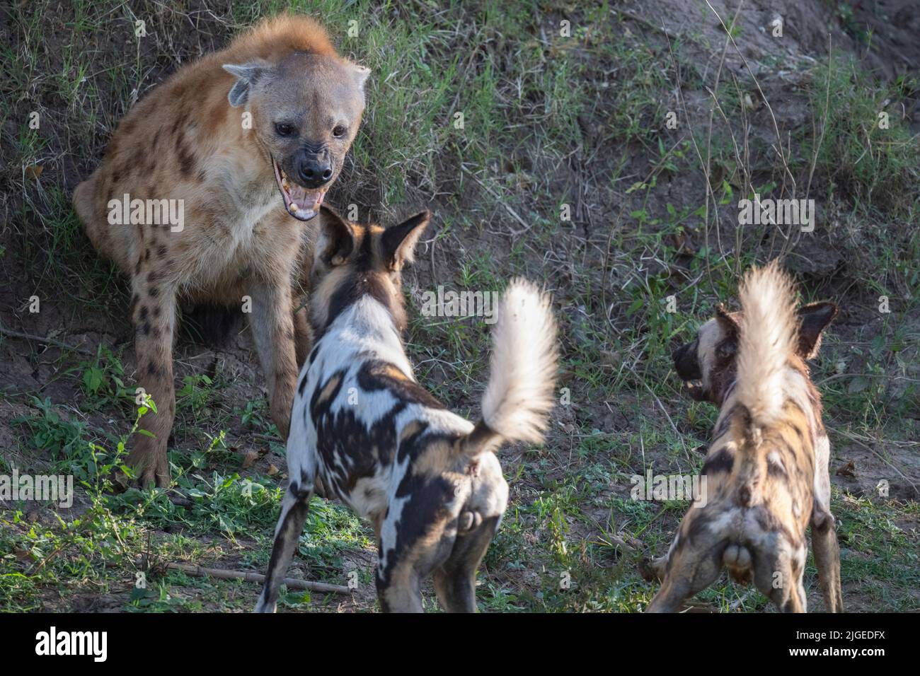 Zambia, South Luangwa National Park. African wild dogs (WILD: Lycaon ...