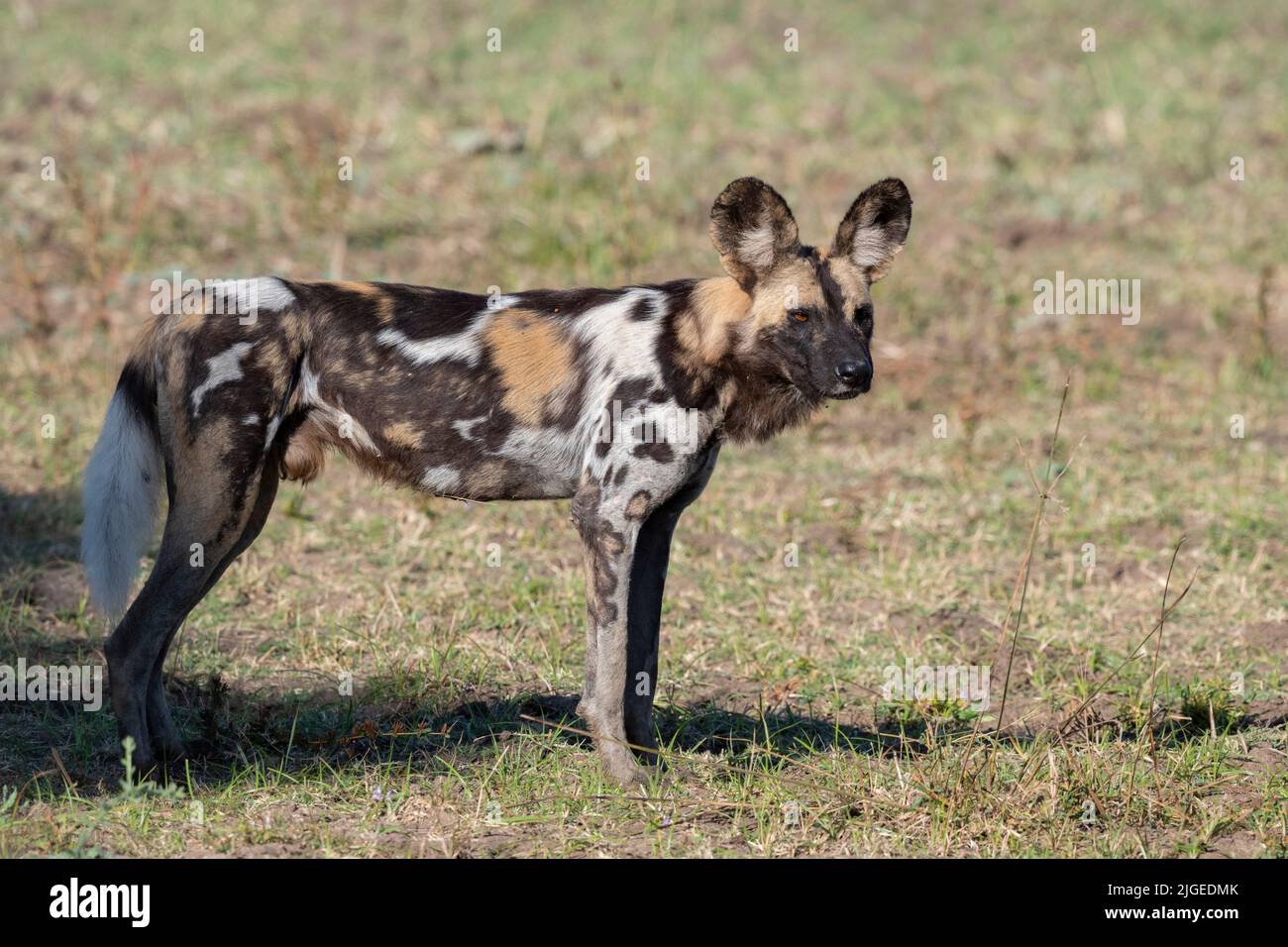 Zambia, South Luangwa National Park. Male African wild dog (WILD ...