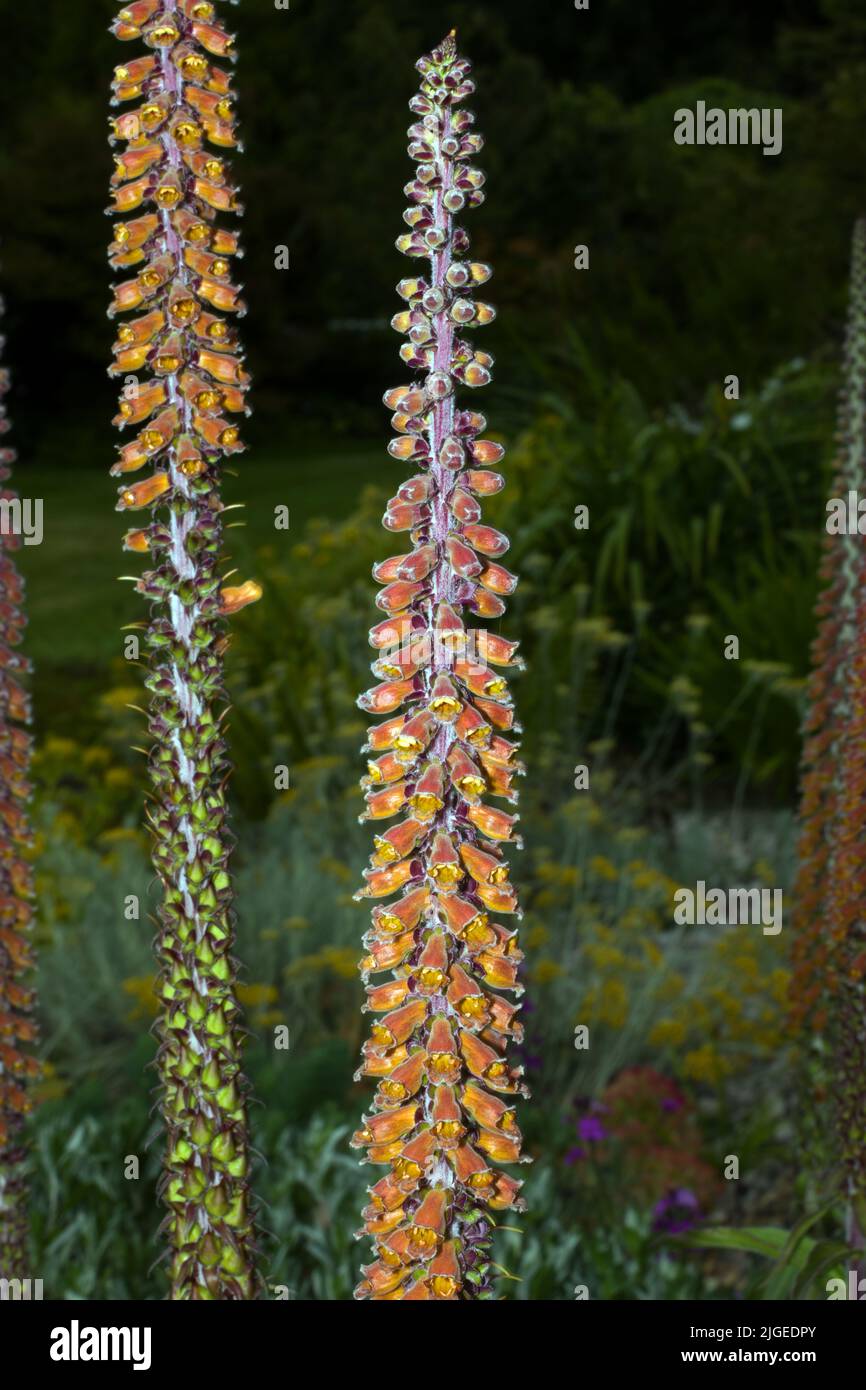 Digitalis ferruginea (rusty foxglove) is a short-lived perennial native ...