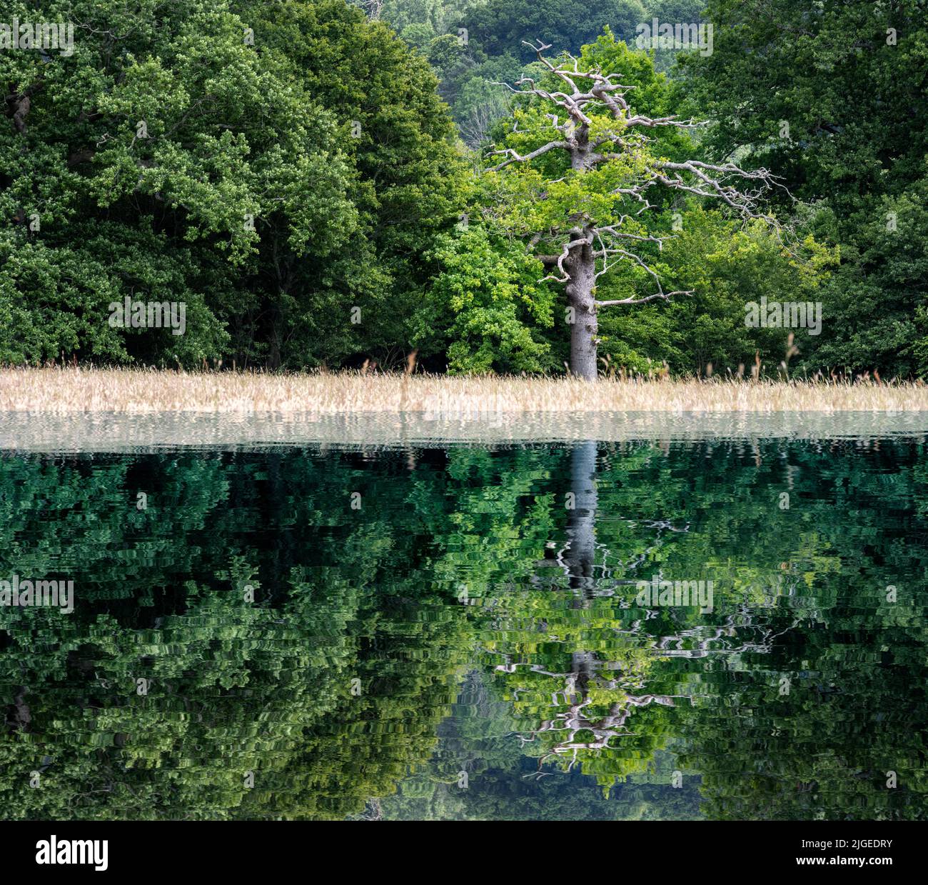 Half dead oak tree on a lake shore in summer, reflection Stock Photo ...