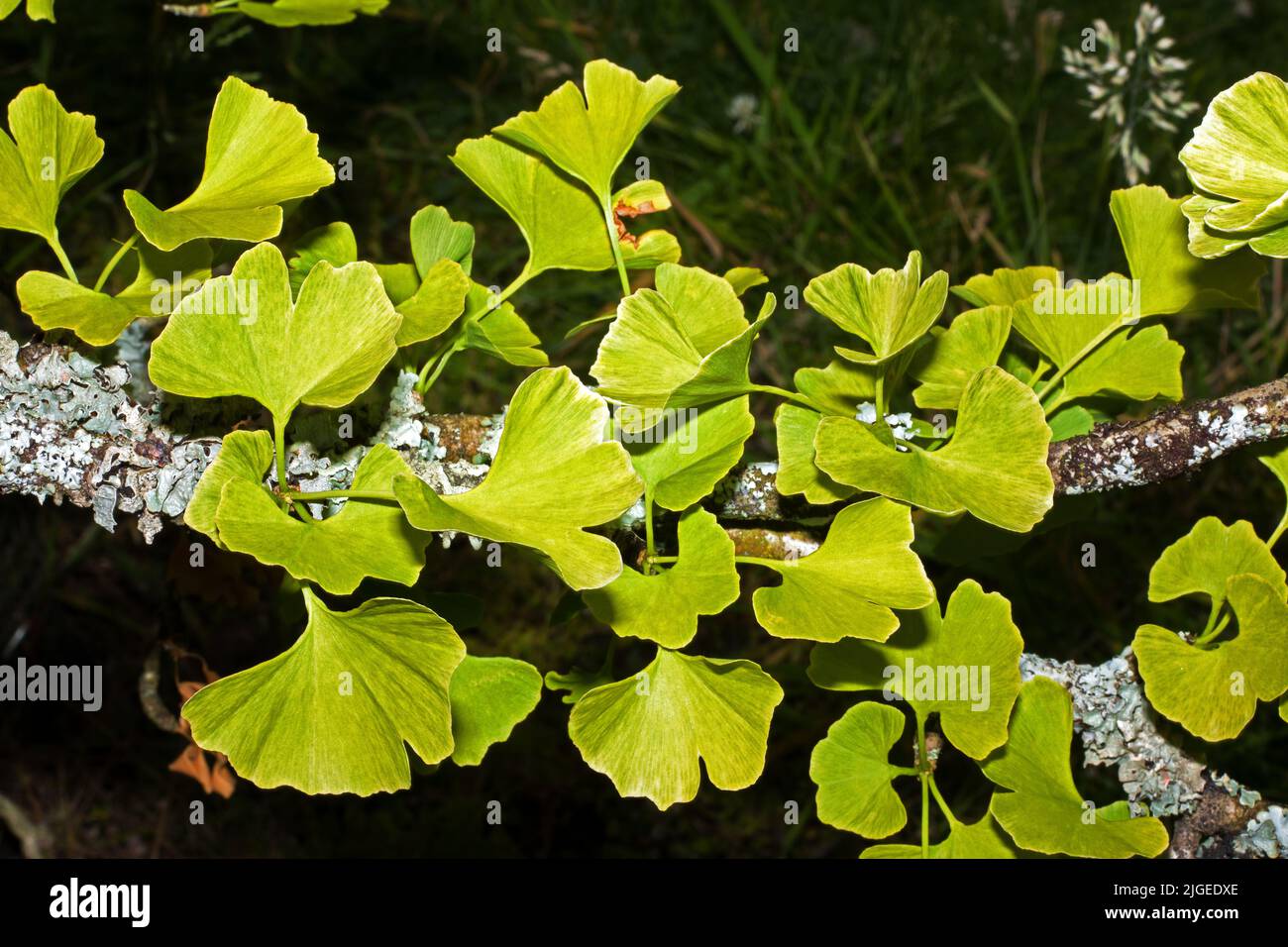Ginkgo biloba (ginkgo) is a tree native to China. This living fossil ...