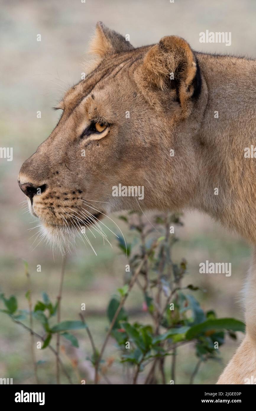 Zambia, South Luangwa National Park. African lioness (WILD: Panthera ...