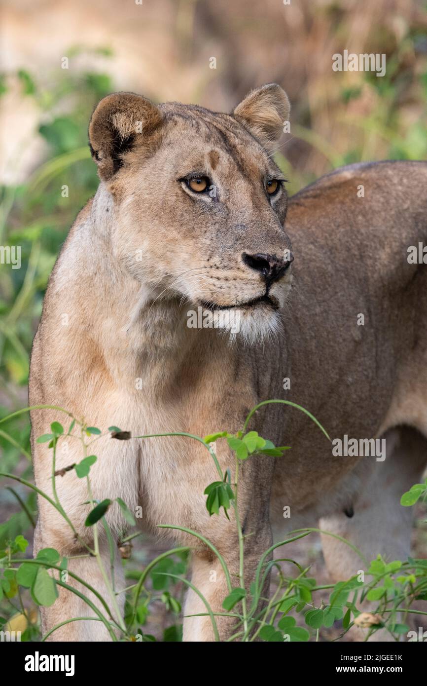 Zambia, South Luangwa National Park. African lioness (WILD: Panthera ...