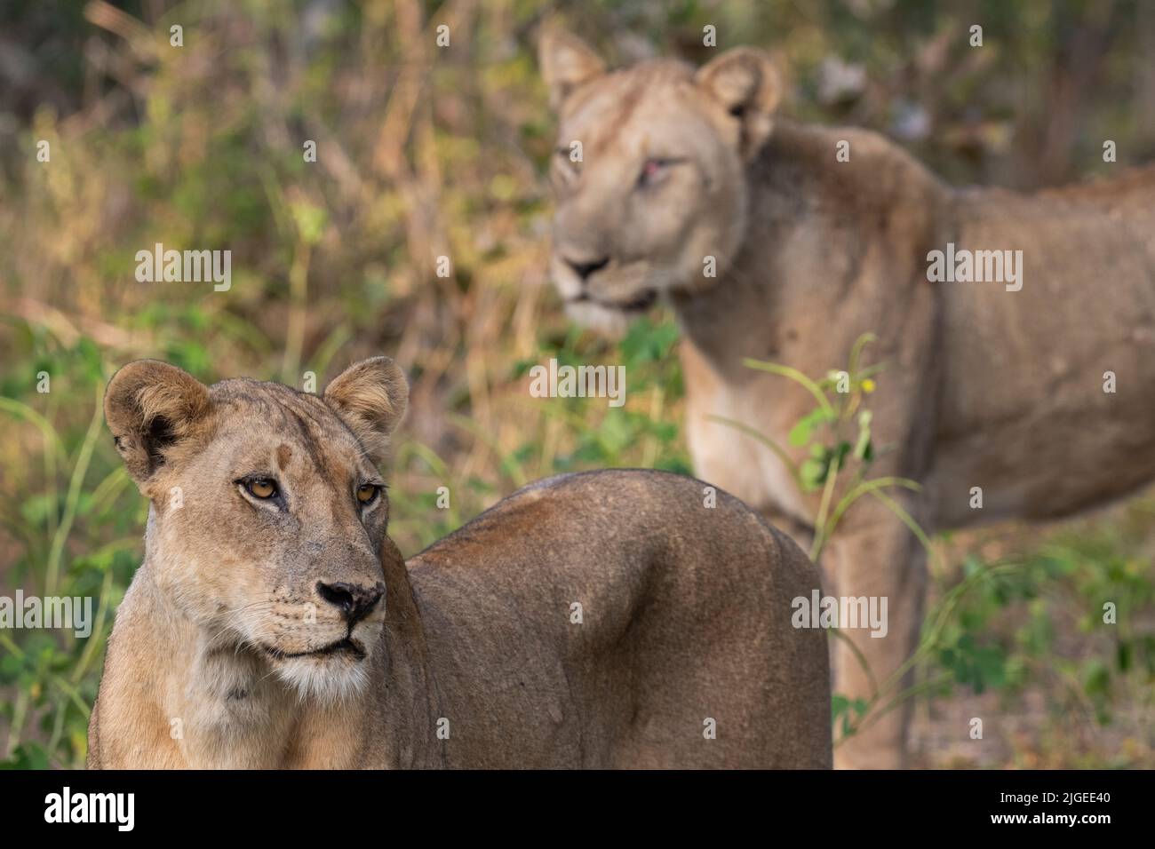 Zambia, South Luangwa National Park. African lioness (WILD: Panthera ...