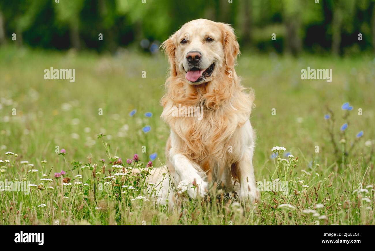 Cute golden retriever running on hi-res stock photography and images ...