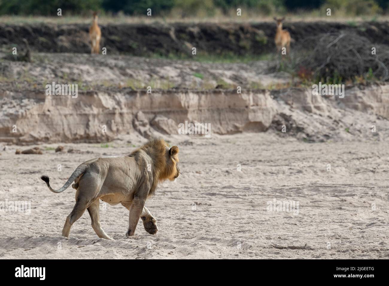Animal puku wildlife hi-res stock photography and images - Alamy