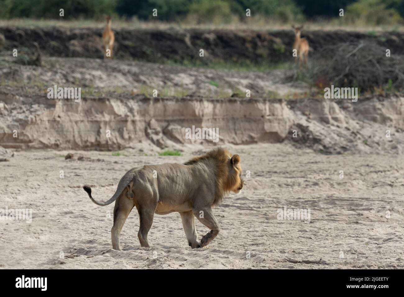 Animal puku wildlife hi-res stock photography and images - Alamy
