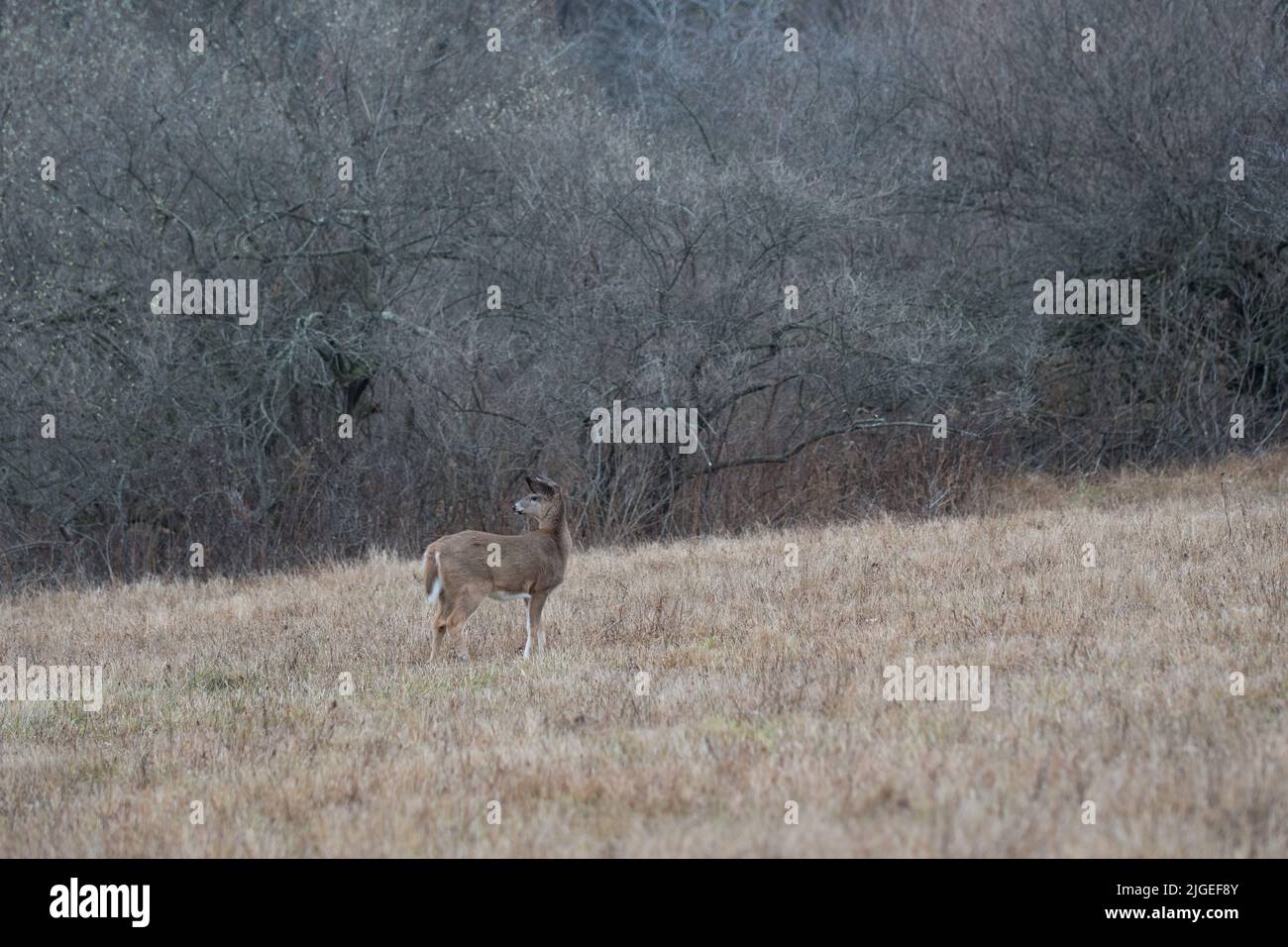 Lone deer hi-res stock photography and images - Alamy