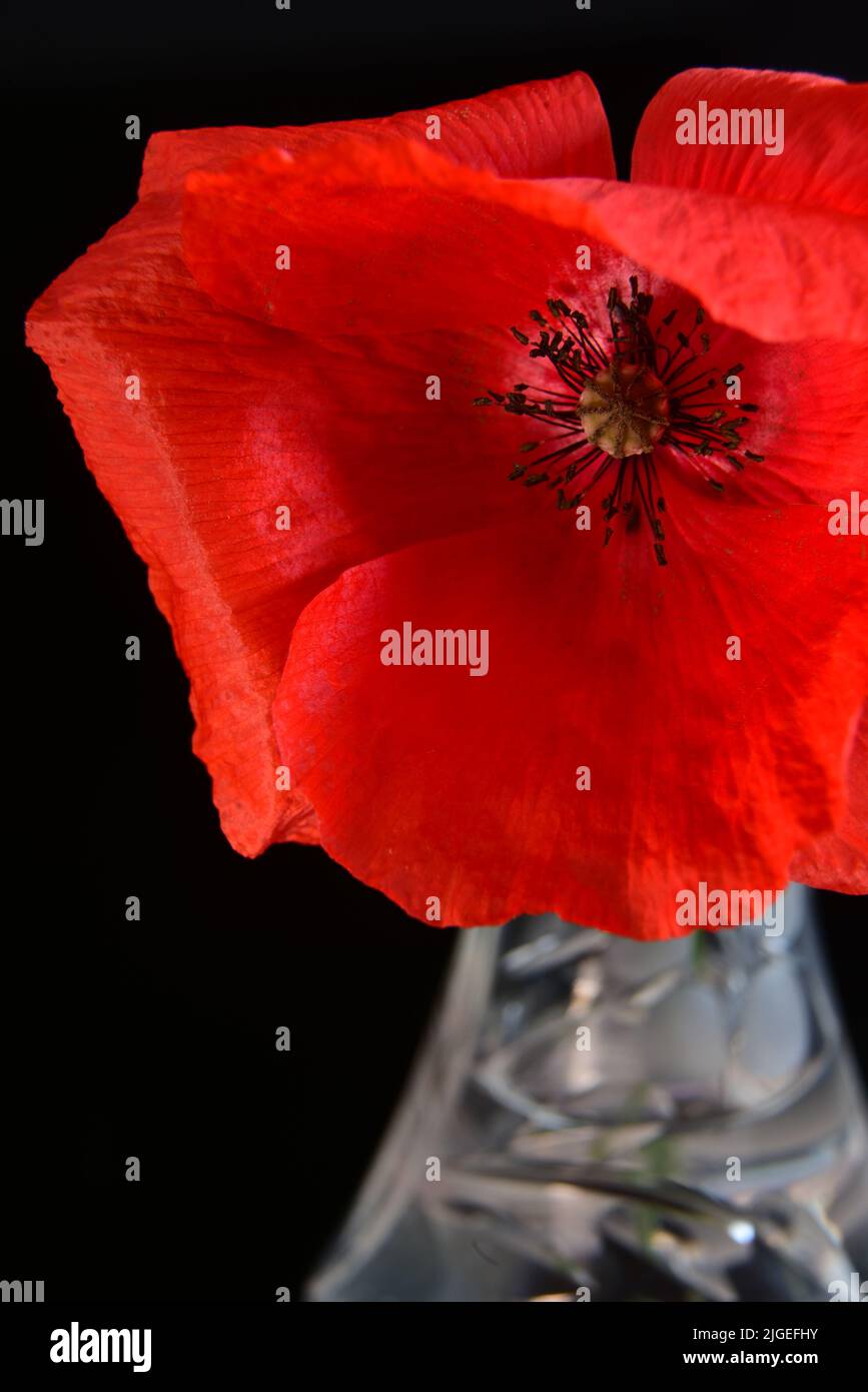 Single poppy flower Stock Photo - Alamy