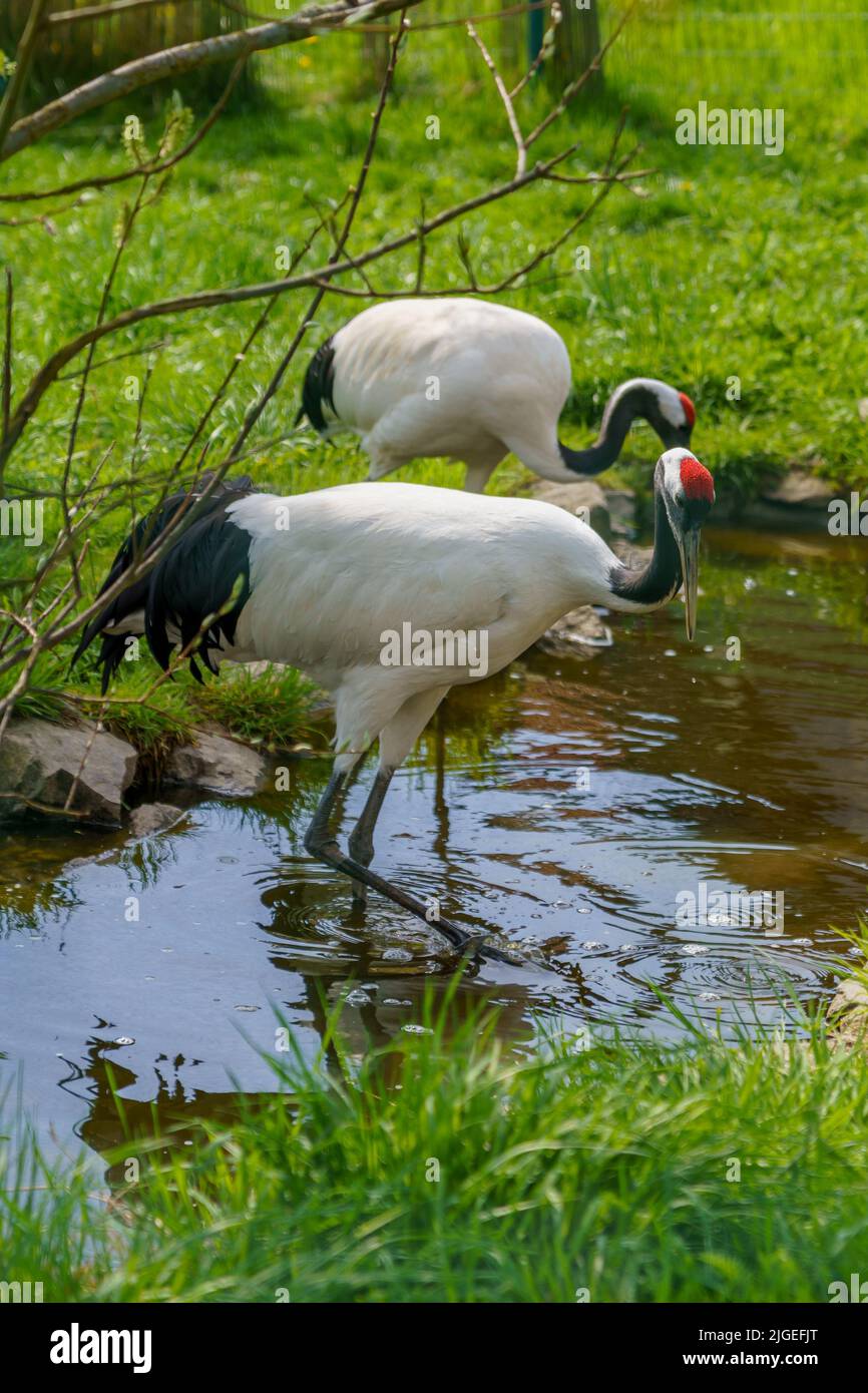 The red-crowned cranes at Zoo Tabor in Czechia Stock Photo - Alamy
