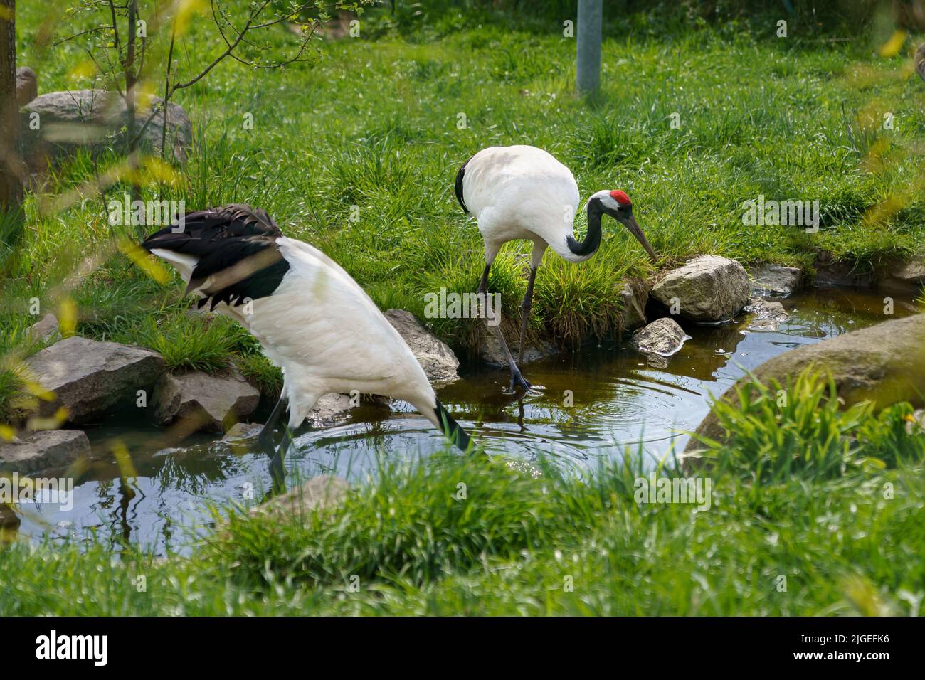 The red-crowned cranes at Zoo Tabor in Czechi Stock Photo - Alamy