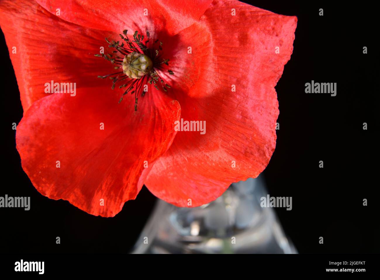 Single poppy flower Stock Photo - Alamy