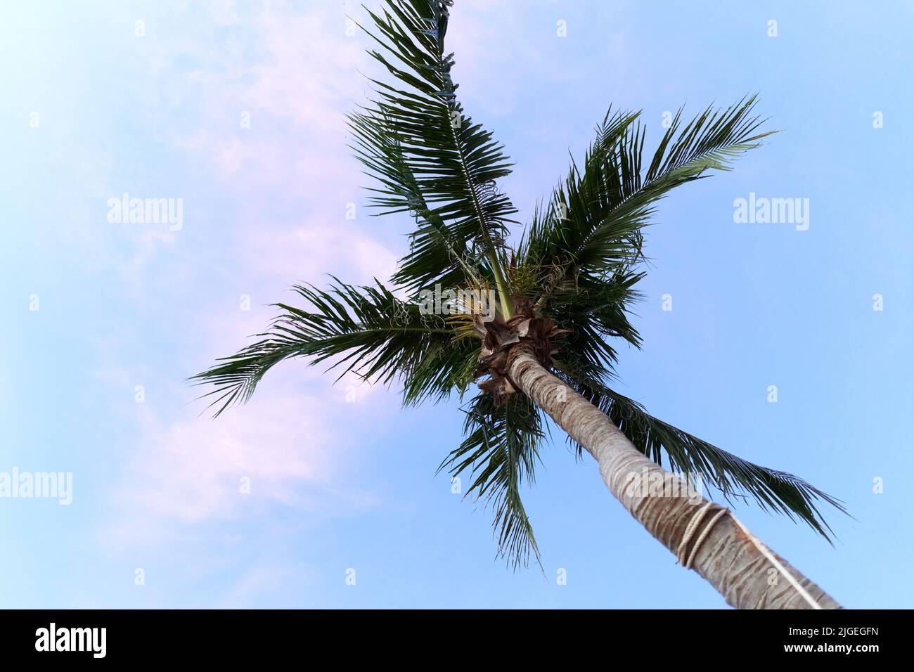 Low angle vintage palm hi-res stock photography and images - Alamy