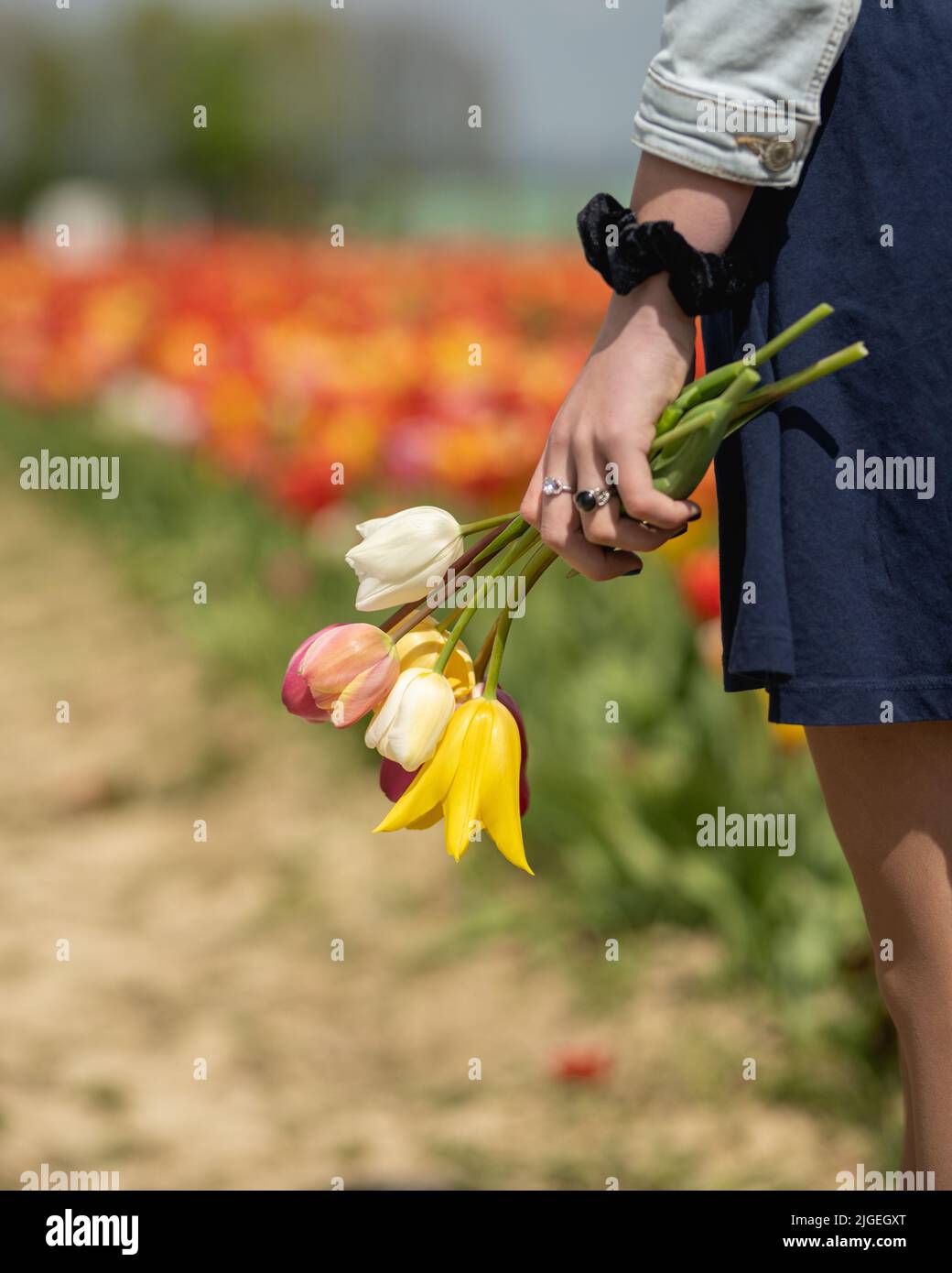 A beautiful shot of some of colorful flowers in a girl's hand Stock ...