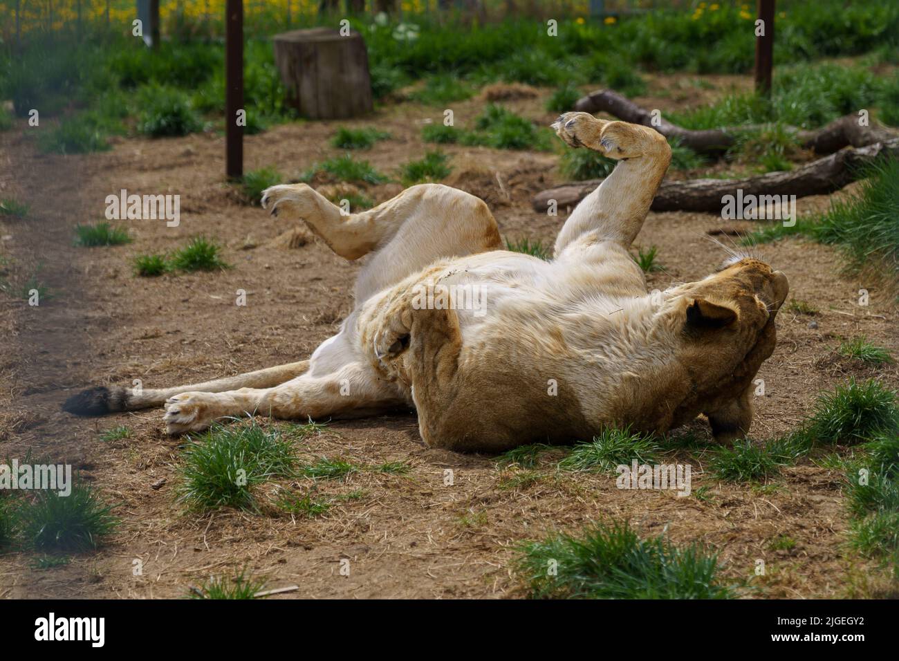 A lioness laying on its back in the ZOO of Tabor town, Czech republic ...