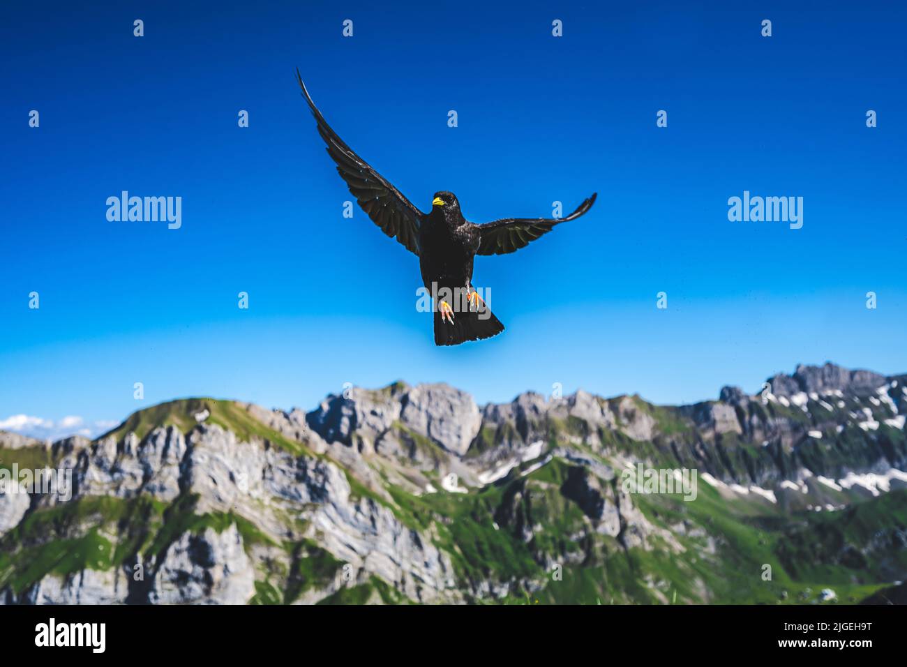 Swiss alpine chough is flying in the air Stock Photo - Alamy