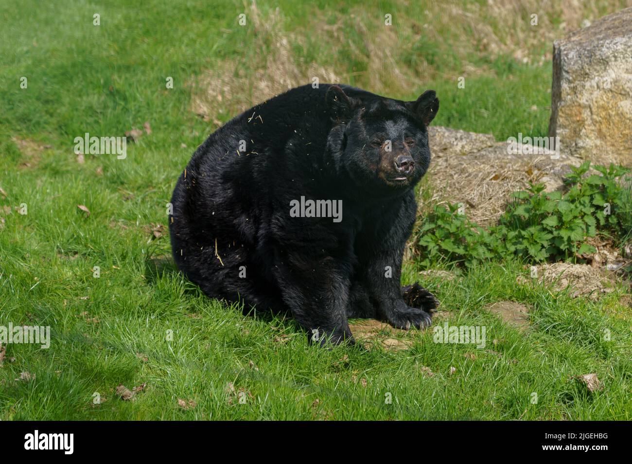 A black bear at Zoo Tabor in Czechia Stock Photo - Alamy
