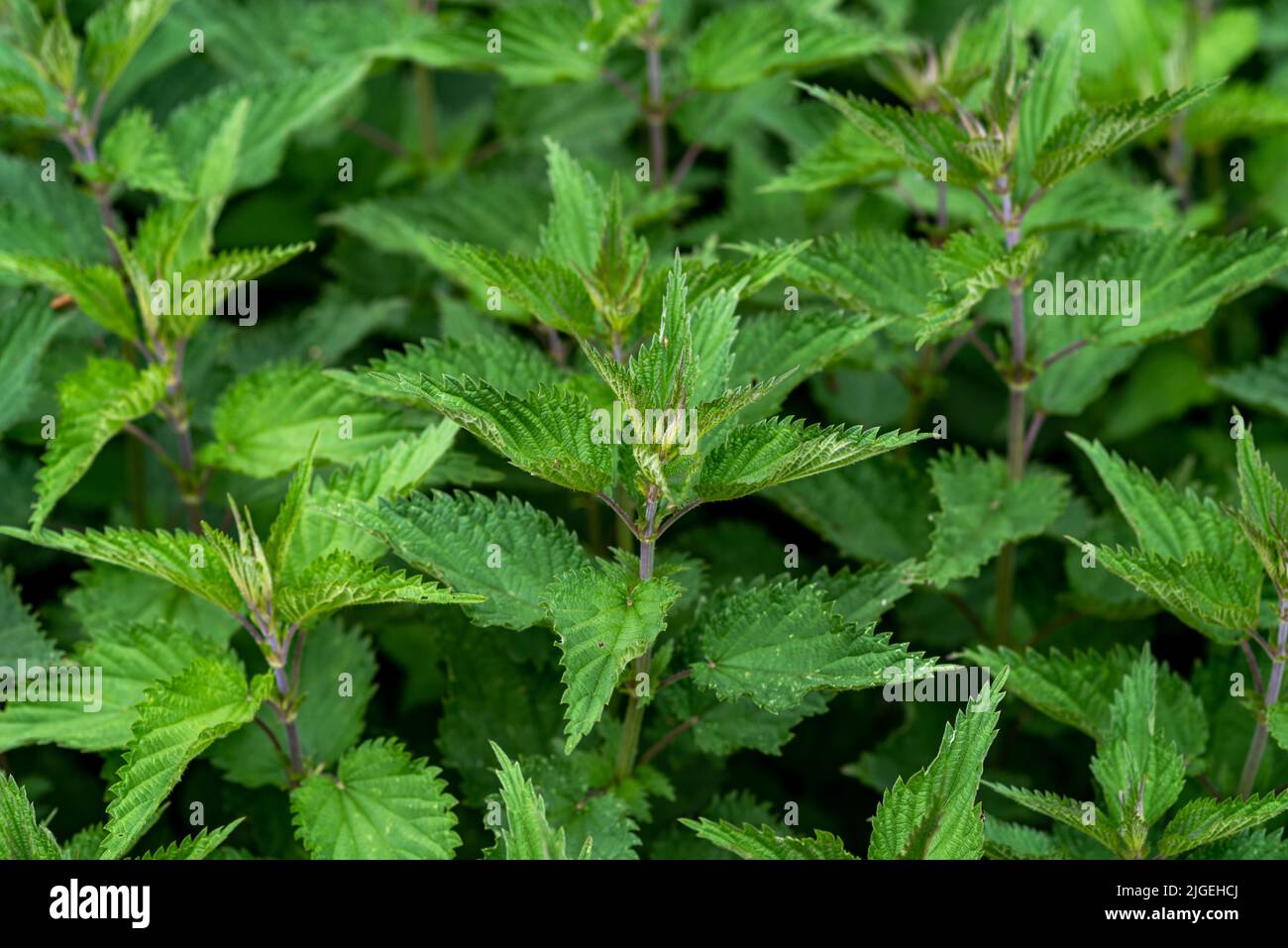 Nettle closeup hi-res stock photography and images - Alamy