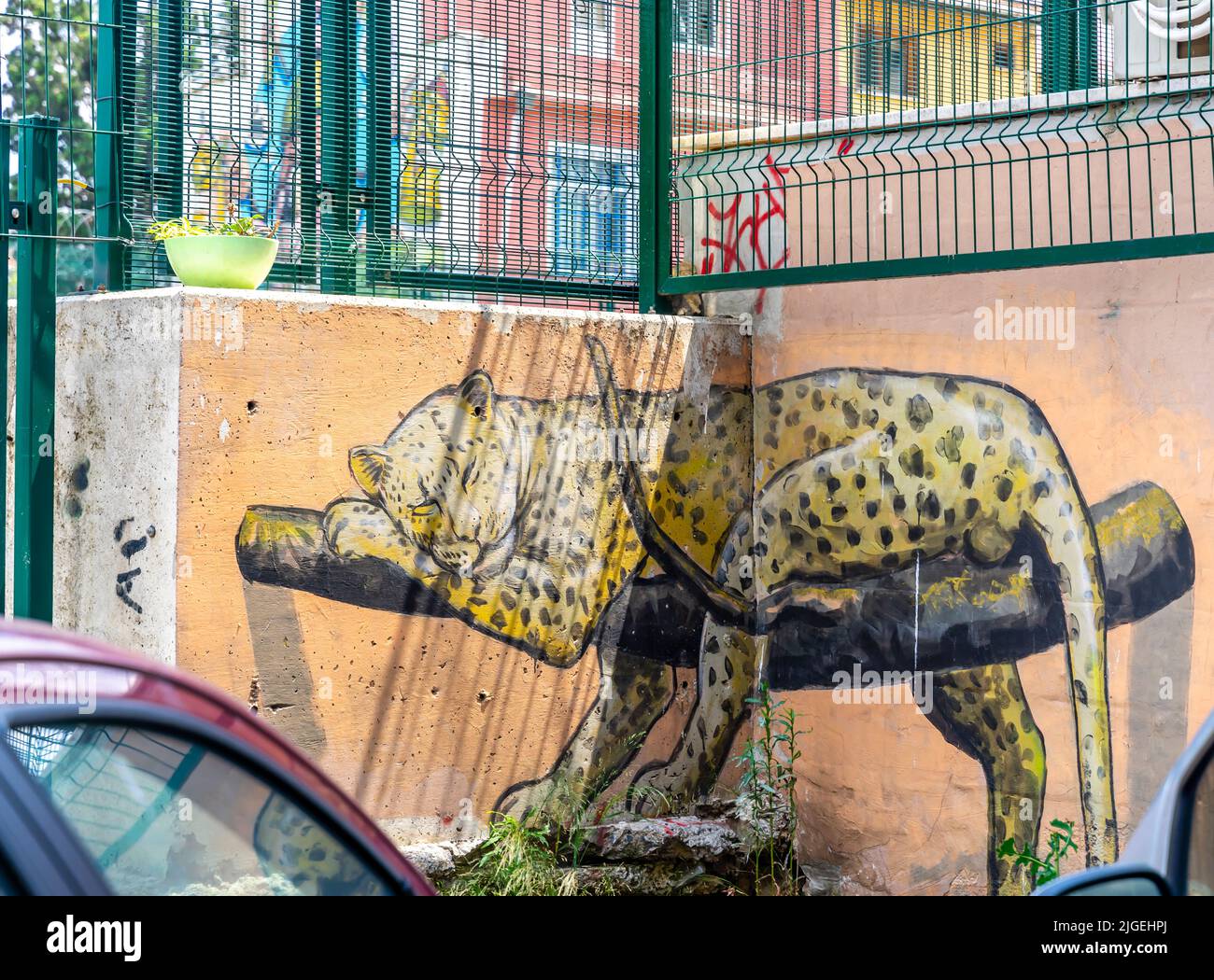Mural depicting a leopard in Istanbul. Street art, murals in Kadiköy ...