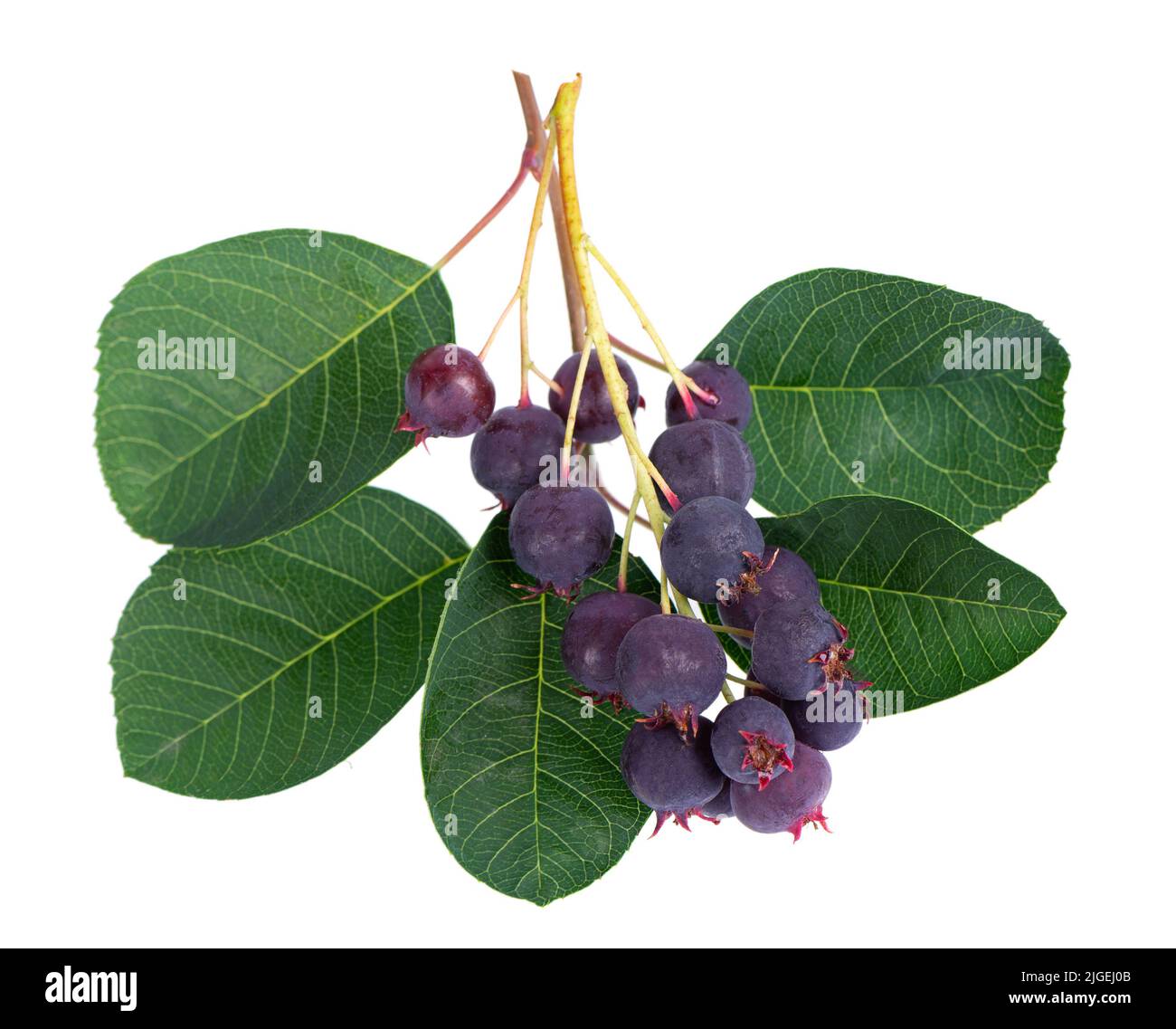 Shadbush hi-res stock photography and images - Alamy