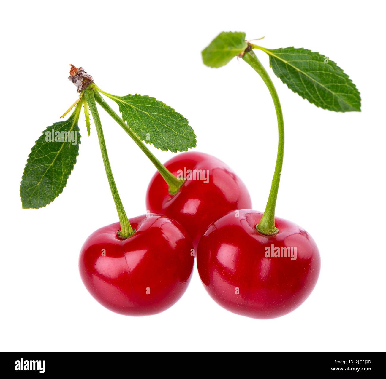 Cherry isolated on white background. Red ripe berry of sweet cherry ...