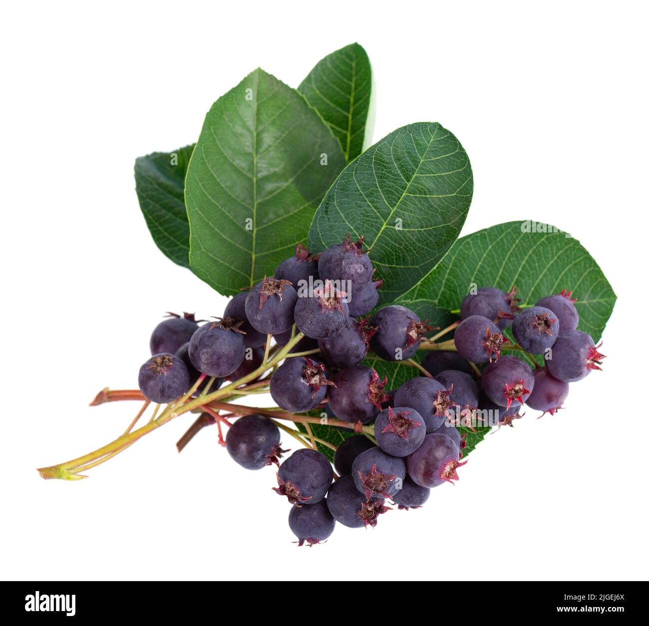 Shadbush hi-res stock photography and images - Alamy