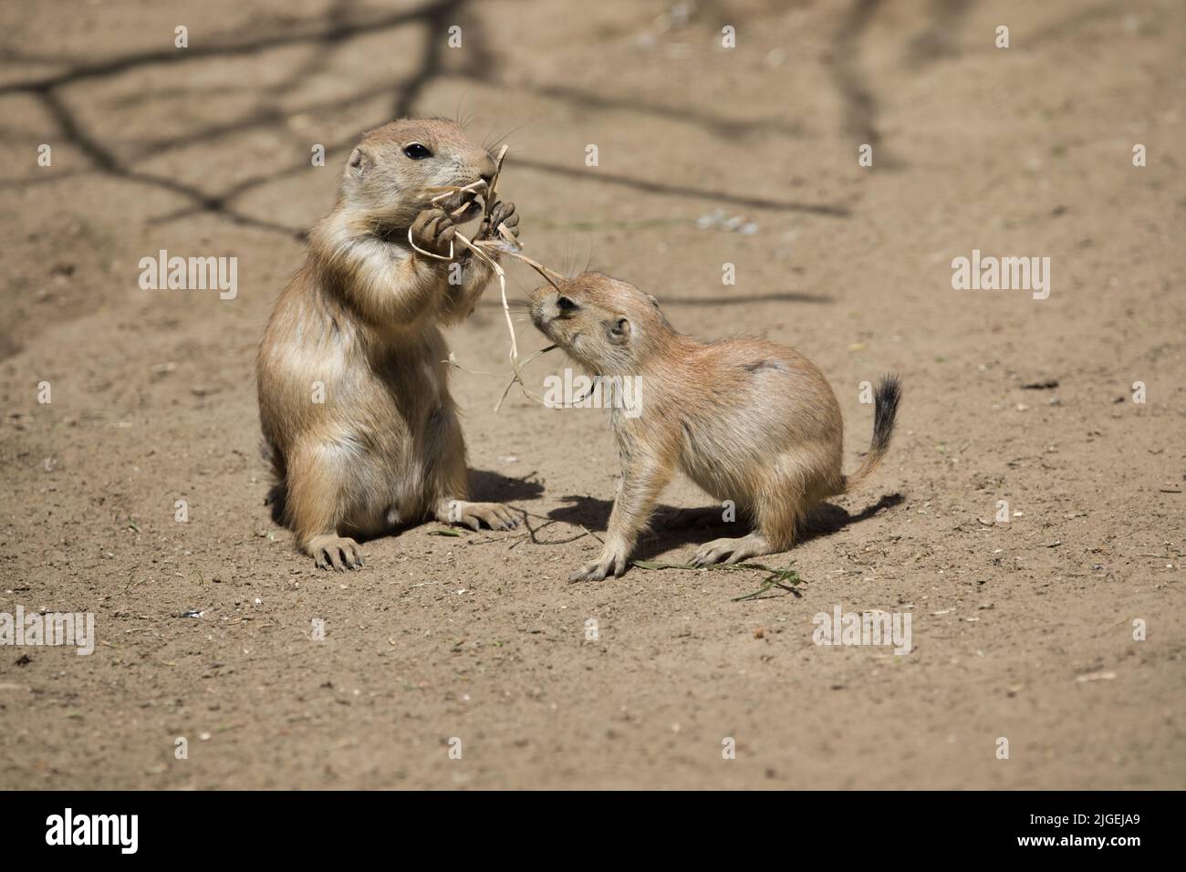 Two cute and fluffy prairie dogs playing together in a zoo in sunny ...