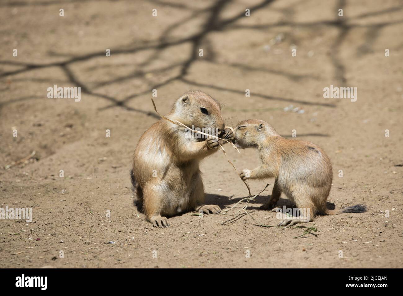 Two cute and fluffy prairie dogs playing together in a zoo in sunny ...