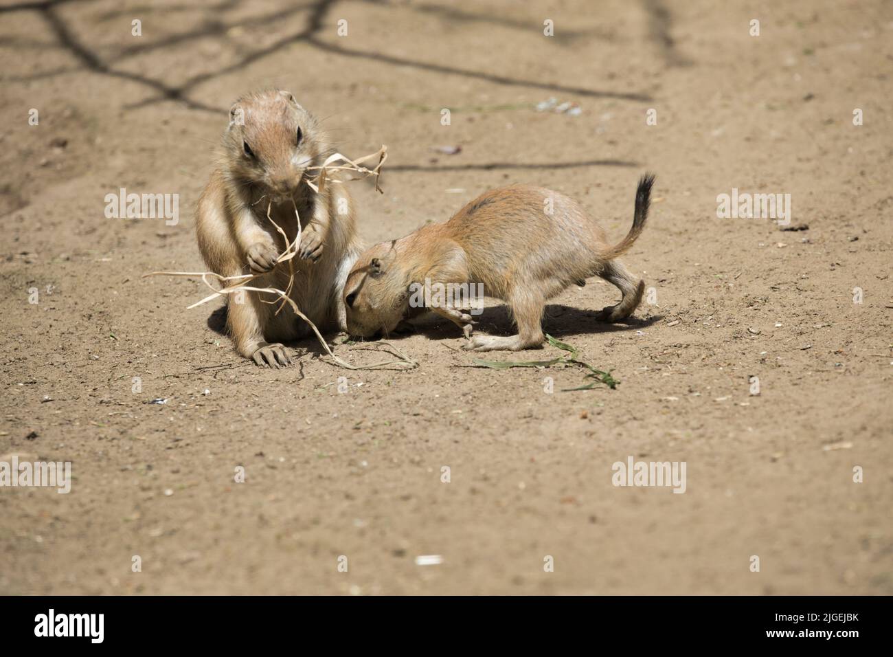 Two cute and fluffy prairie dogs playing together in a zoo in sunny ...