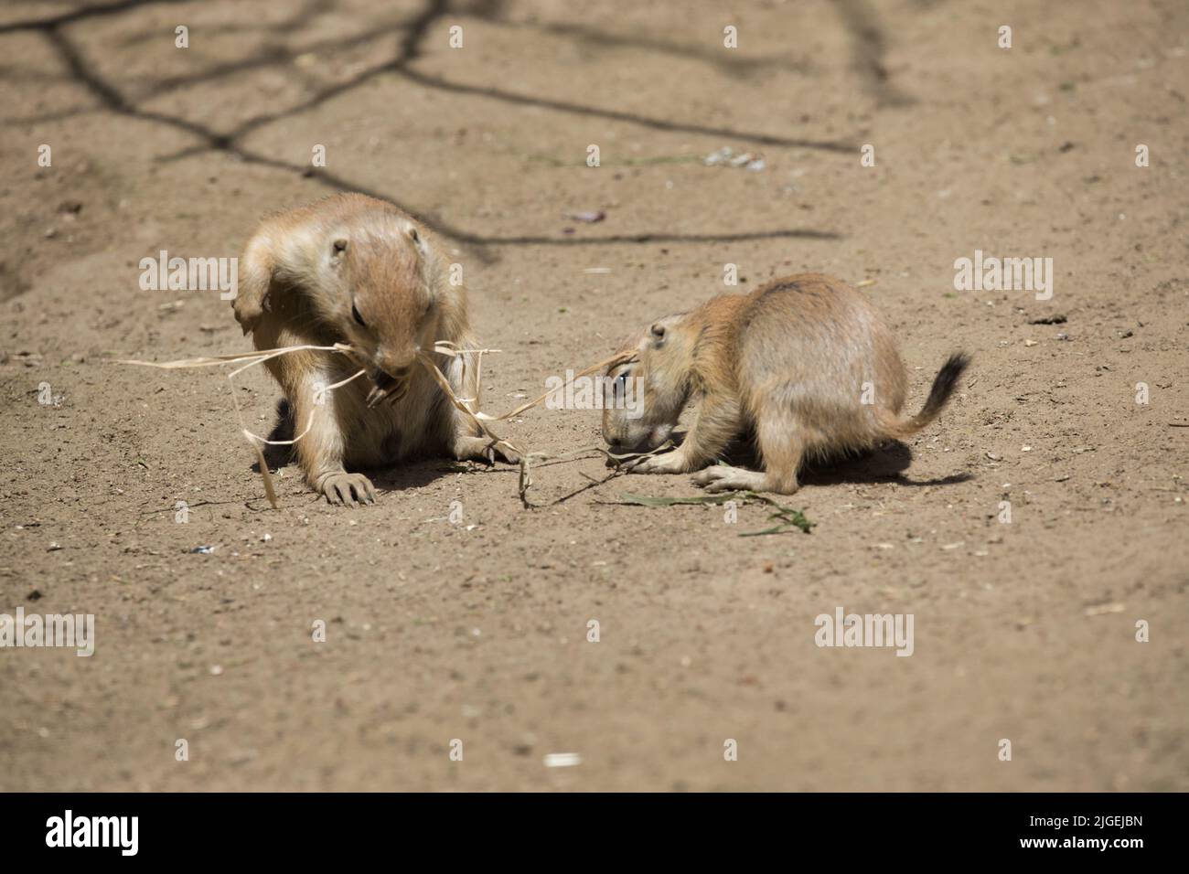 Two cute and fluffy prairie dogs playing together in a zoo in sunny ...