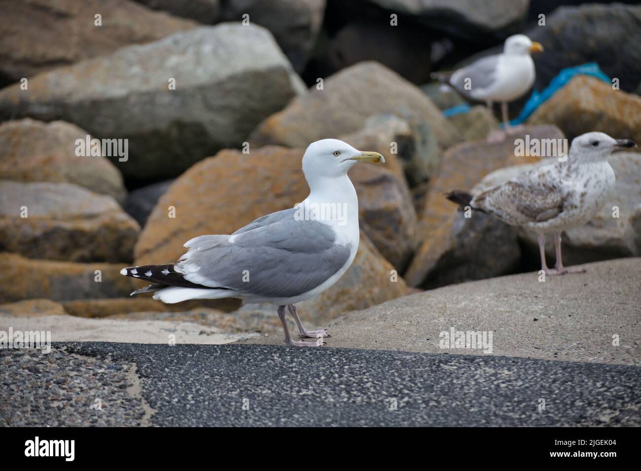 A scenic view of a white seagull perched on a stone surface in a ...