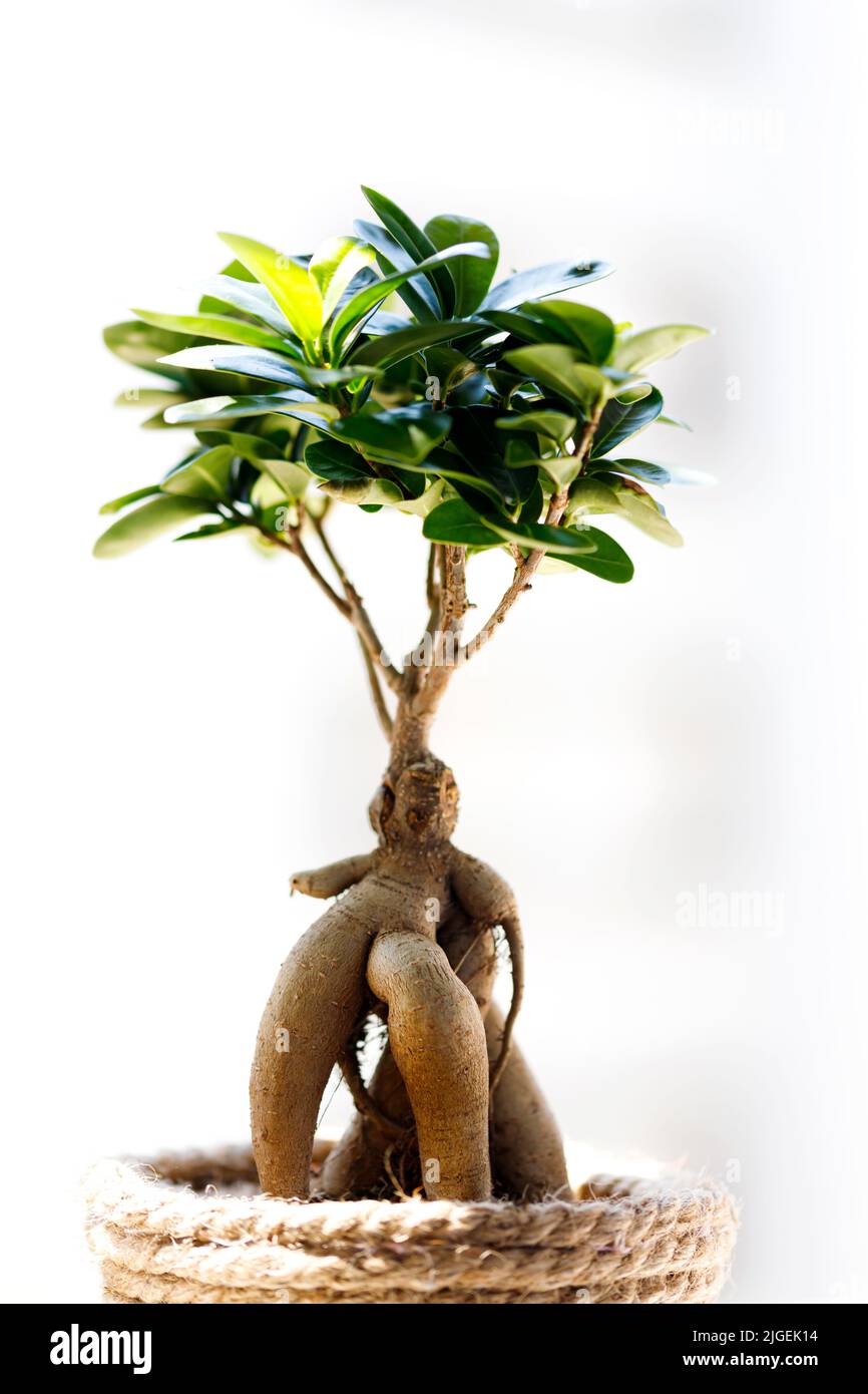 ficus microcarpa Ginseng ornamental potted plant for gardening Stock ...