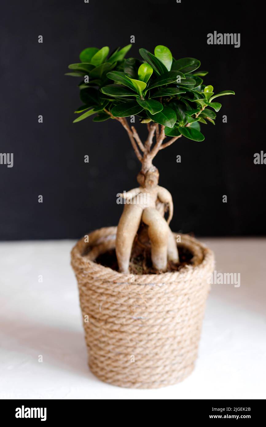 ficus microcarpa Ginseng ornamental potted plant for gardening Stock ...